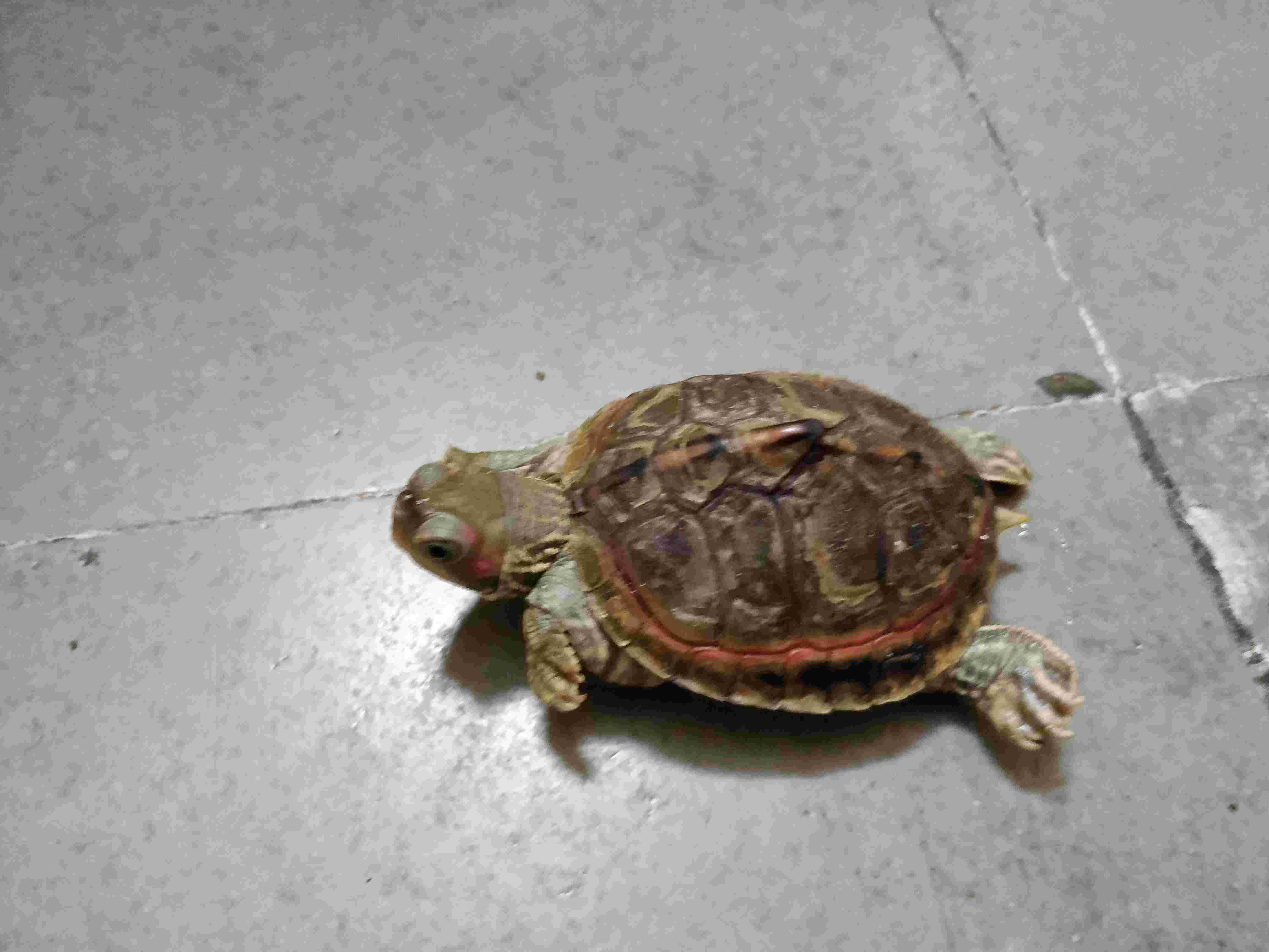 My Turtle Isn't Eating or Moving Legs After Vet. What Now? | Petco