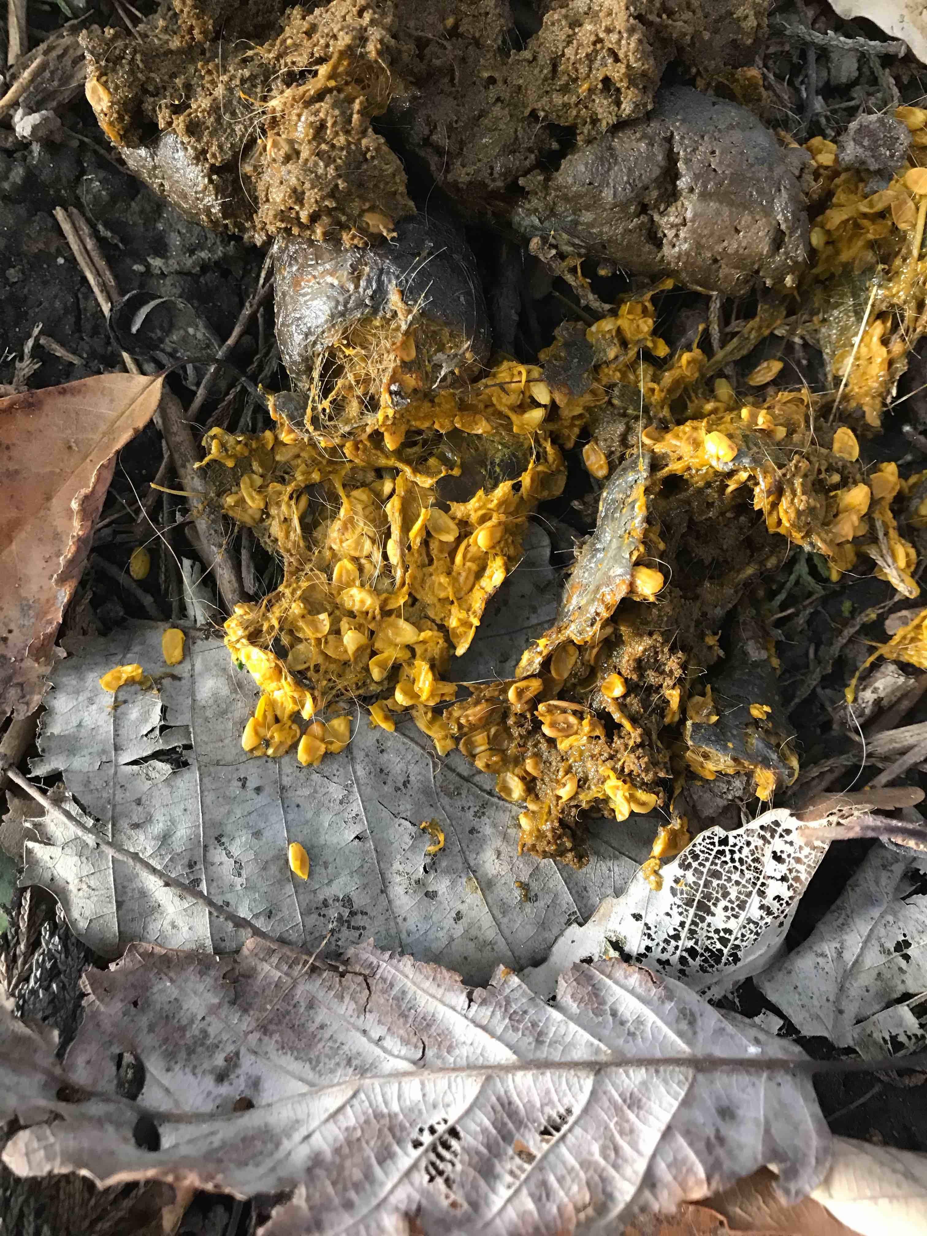 Unusual yellow seeds in dog poop: Parasites or food? | Petco