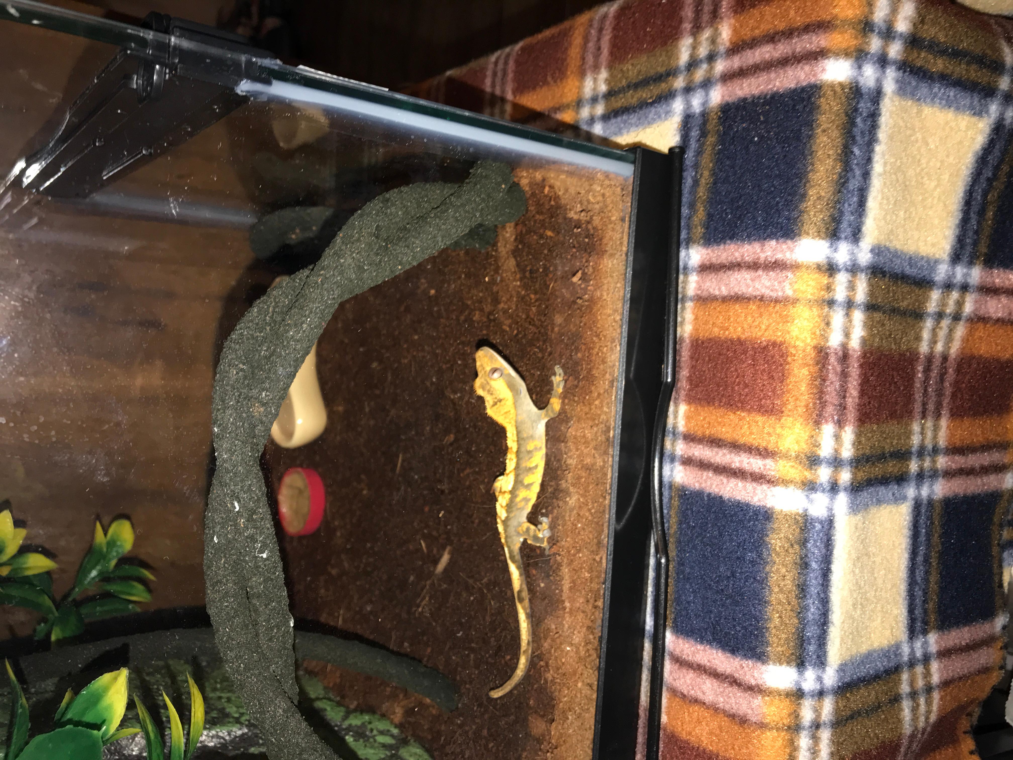 How to Pick Up a Hyper Crested Gecko That Won't Let You? | Petco