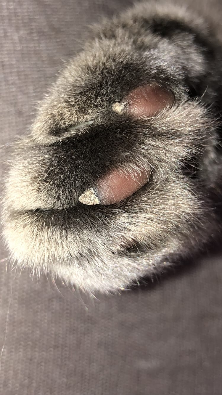 My cat's paw pads are thick and hard. Normal or a problem? | Petco