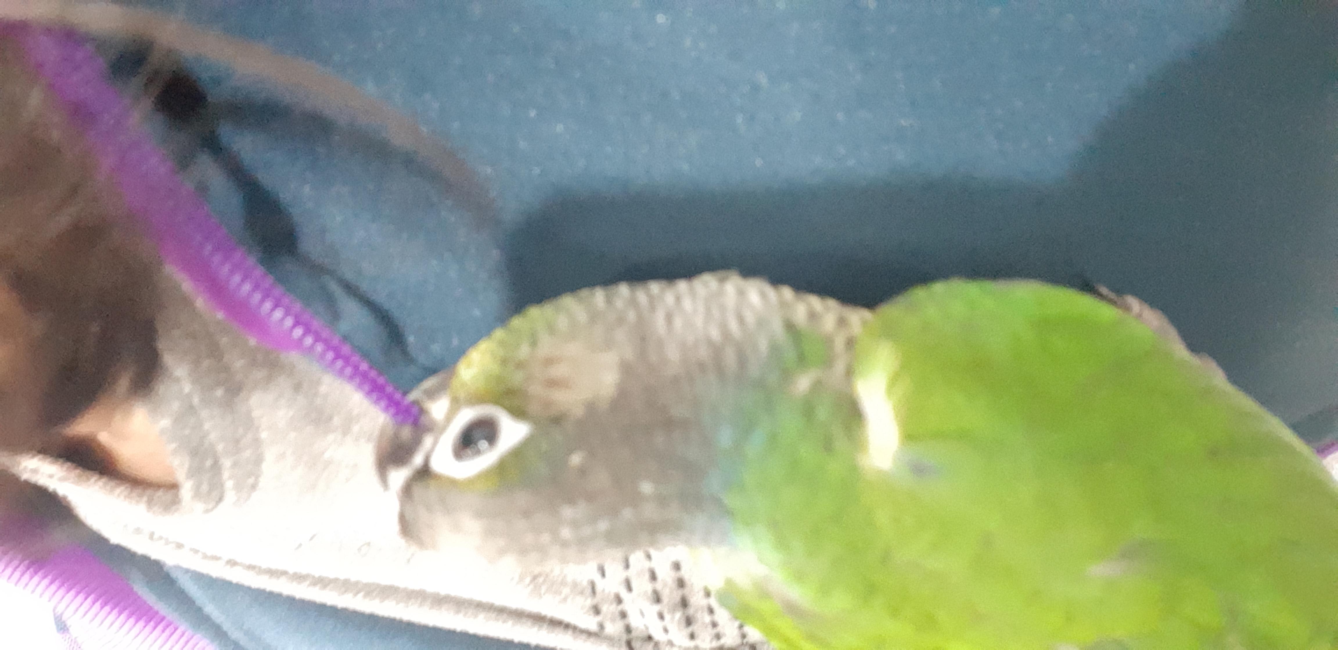 My New Green Cheek Conure Bites. How to Stop Aggression | Petco