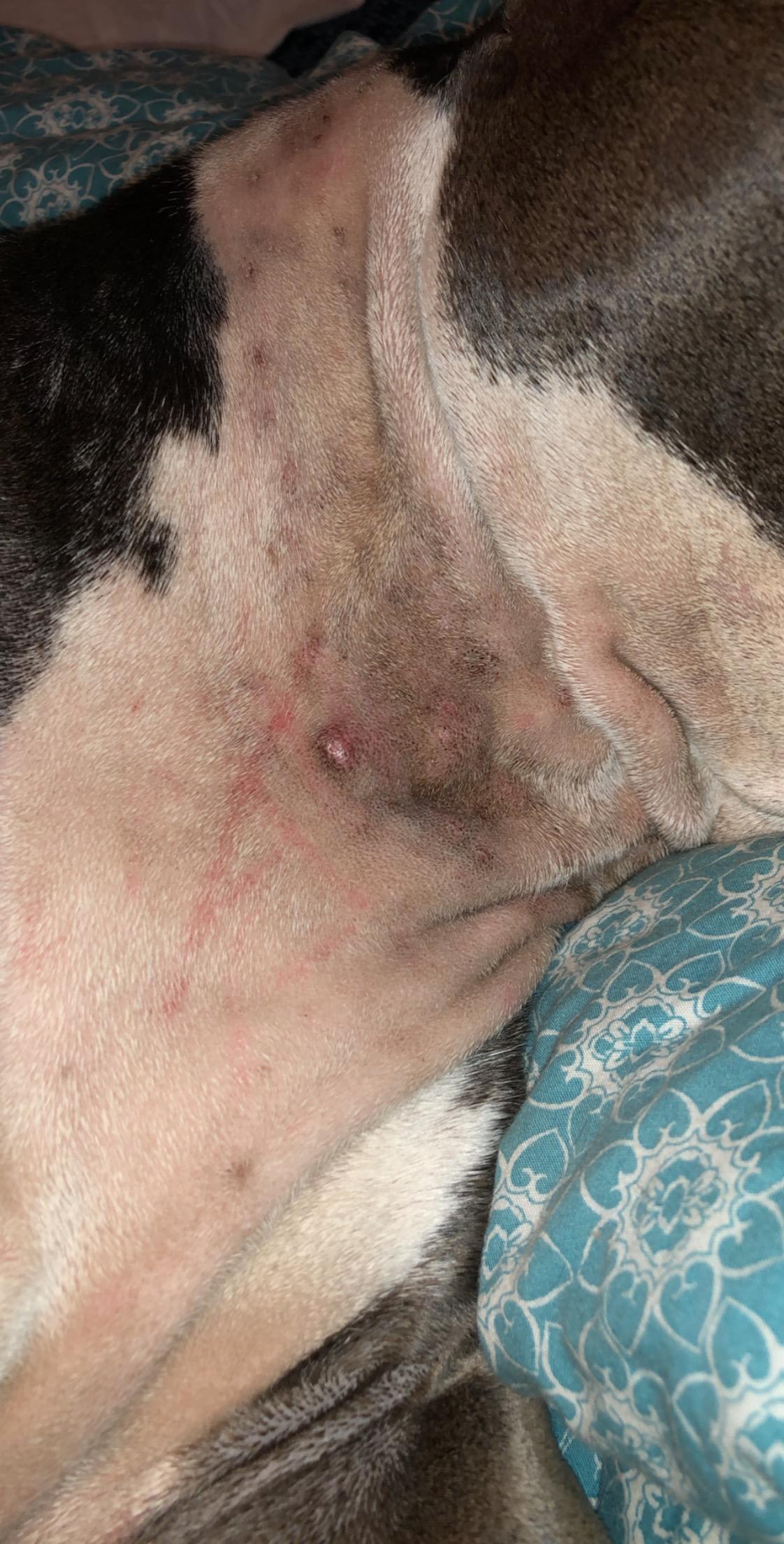 Why does my dog have a rash, red bumps, dark skin on neck? | Petco
