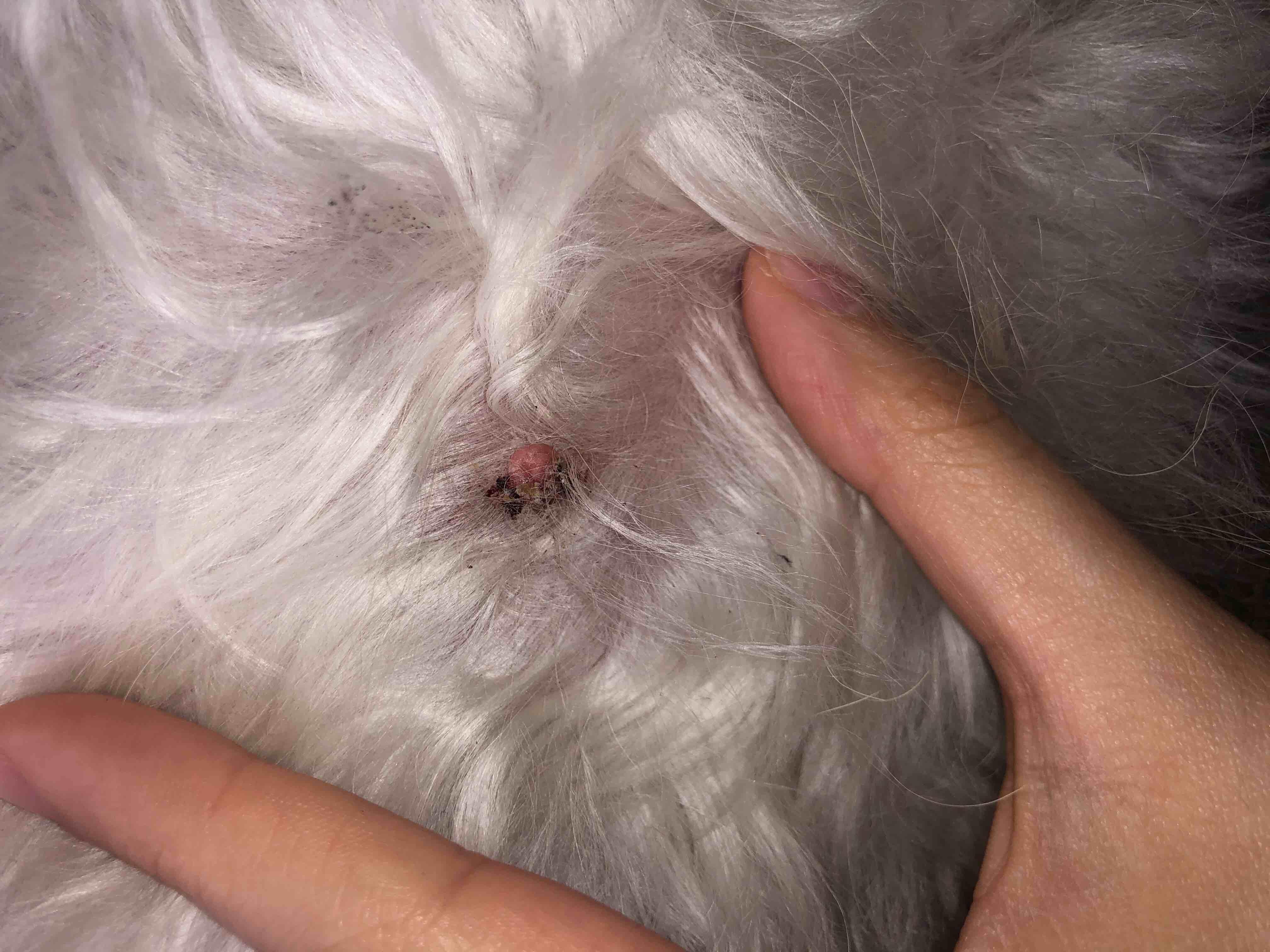 Dog Wart Growing & Bleeding: When to Worry & How to Treat | Petco