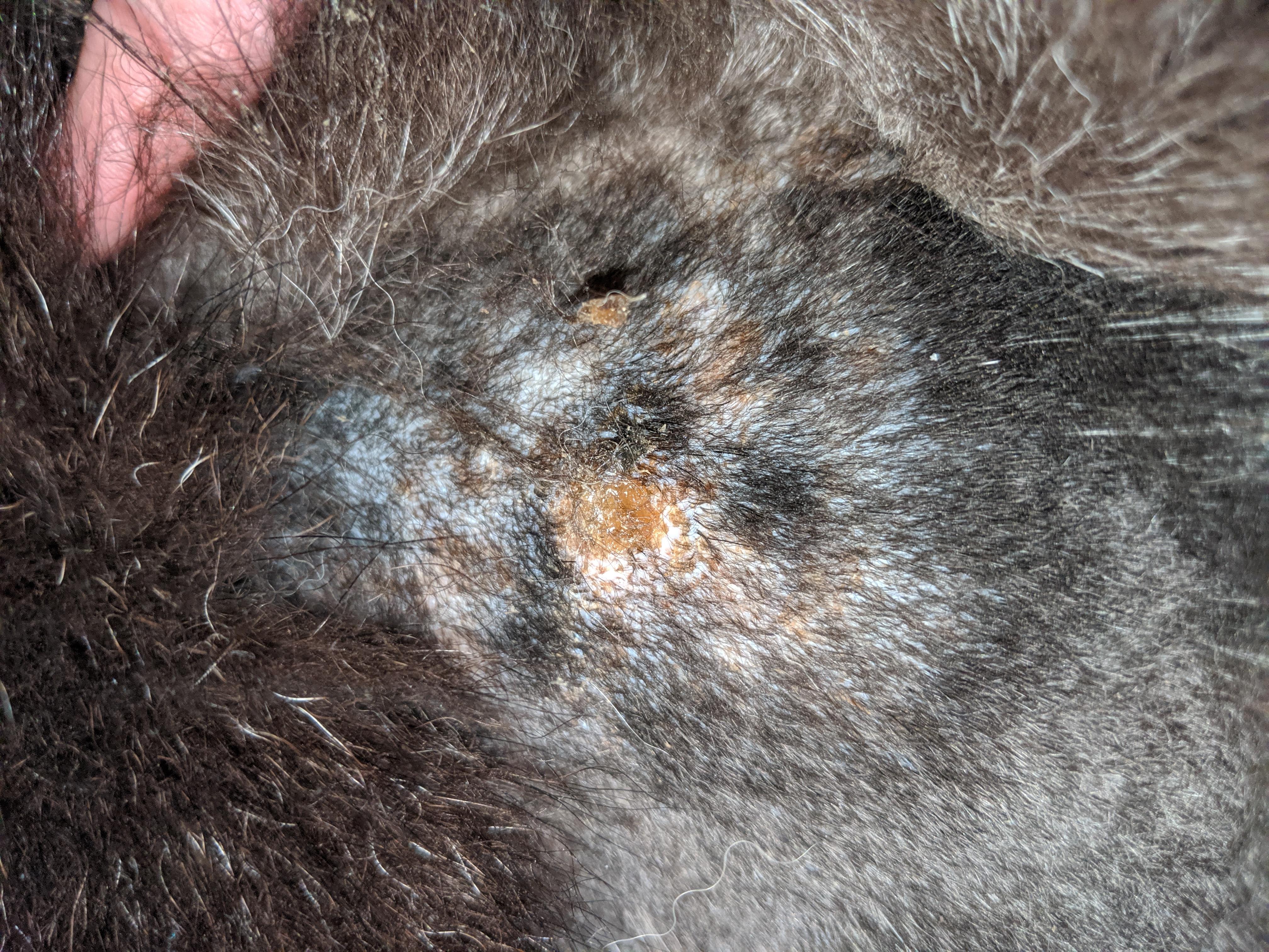 Dog cyst drained, now sore & bumpy. Is Neosporin or GenOne safe? | Petco