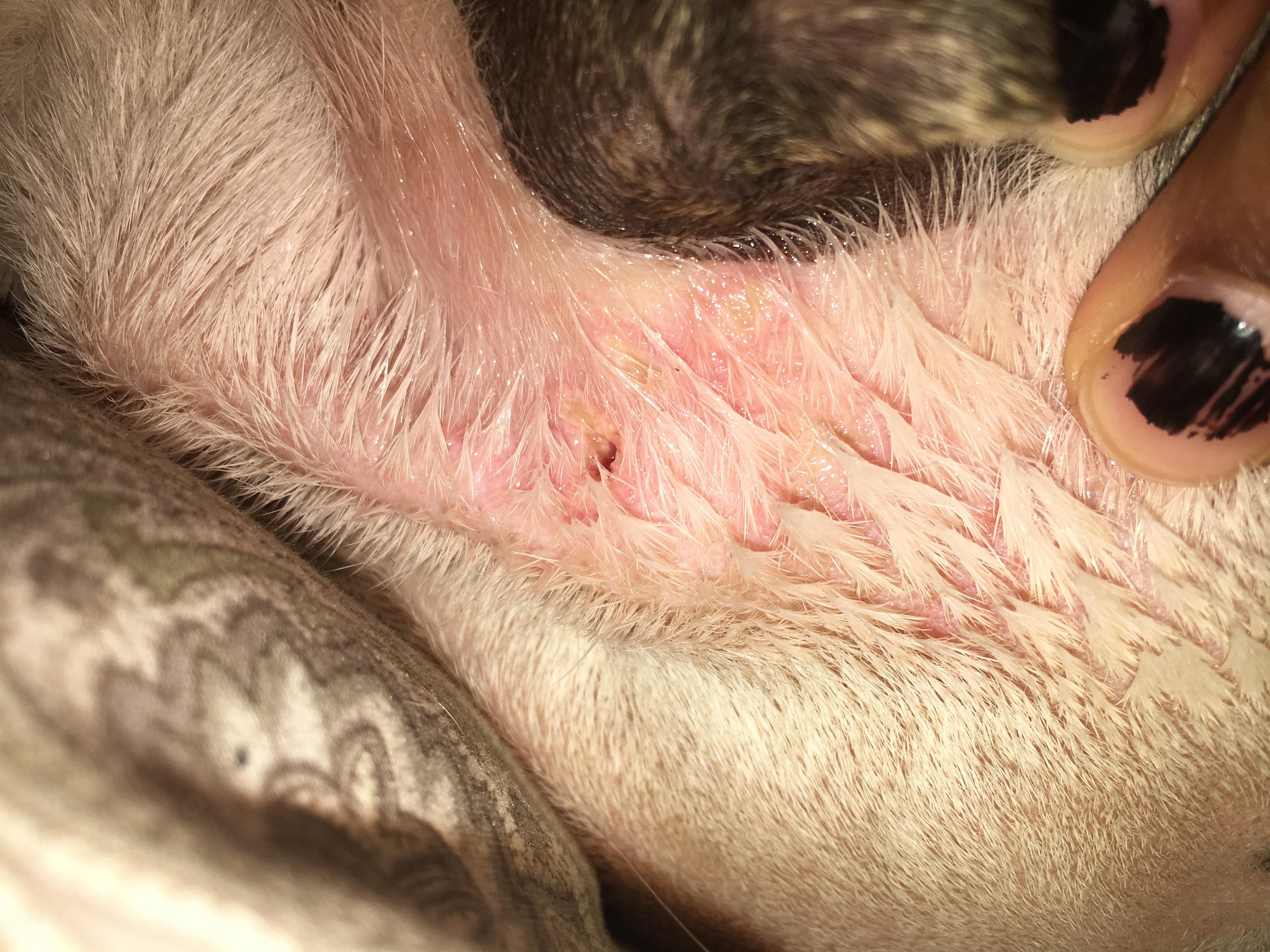 How to tell if my dog's bite wound is healing or an abscess? | Petco