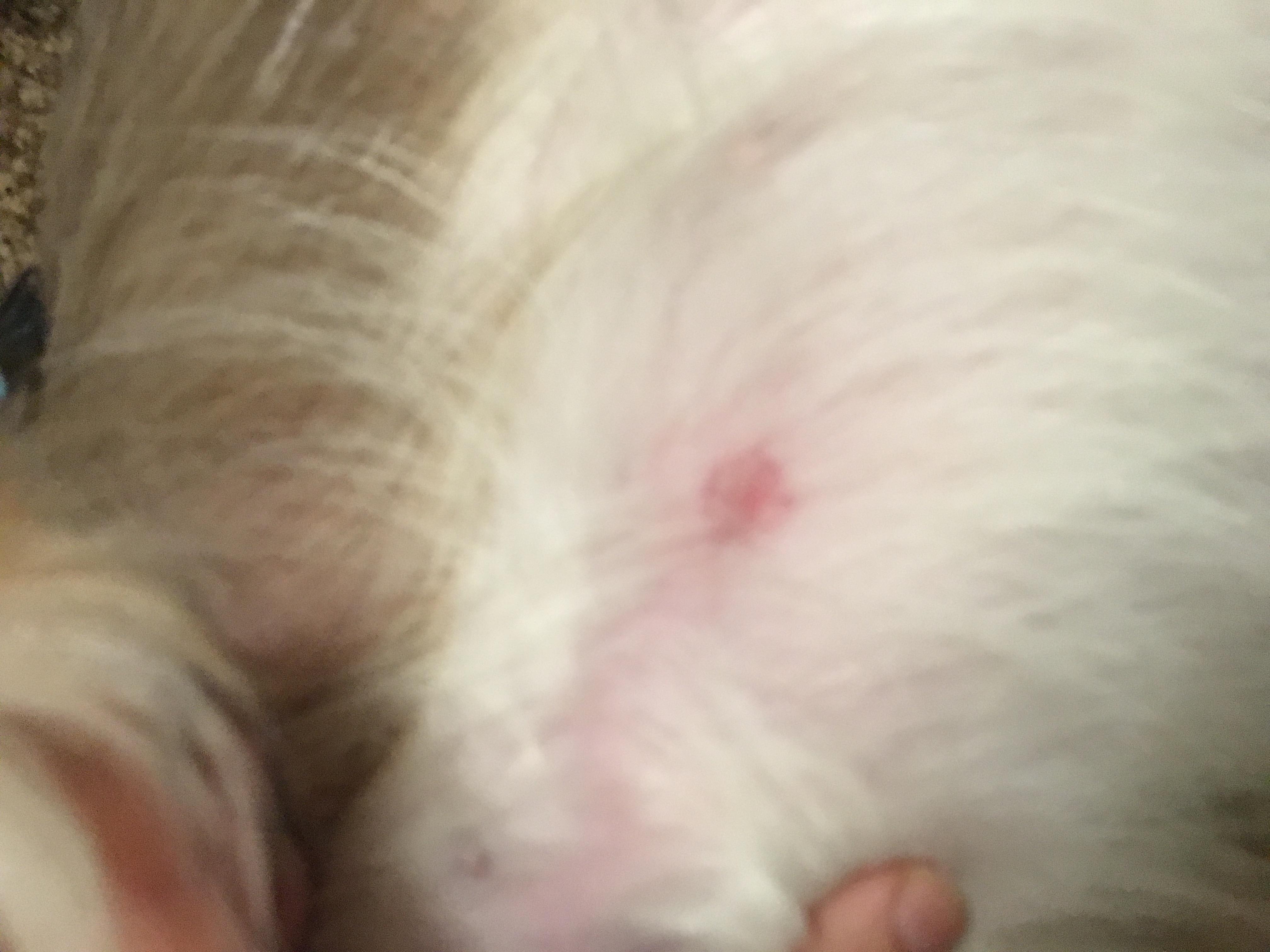 Why is my Aussie itching with scabs & red spots on her belly? | Petco