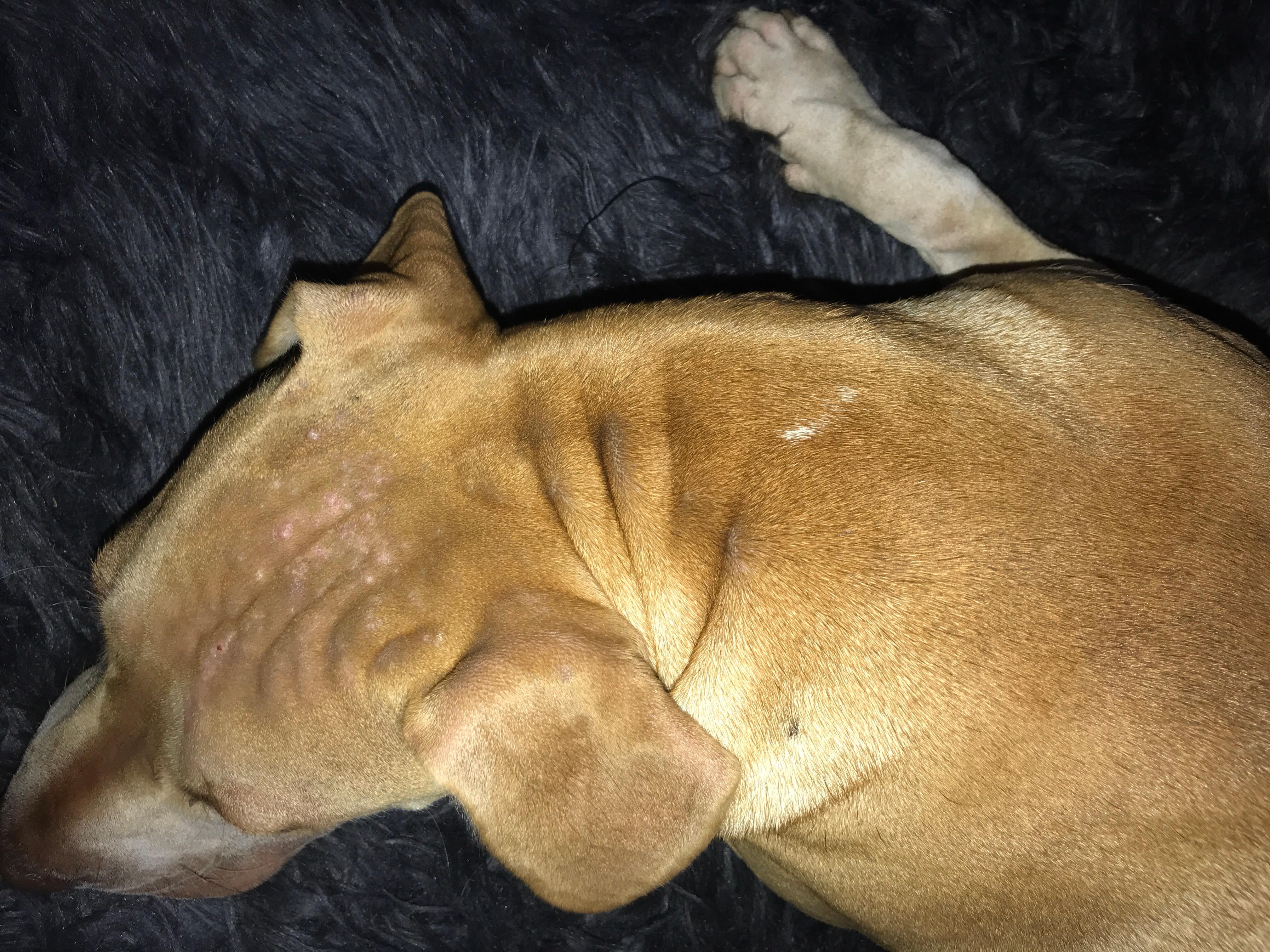 My 7 month old pit bull has very short hair almost like she’s balding ...