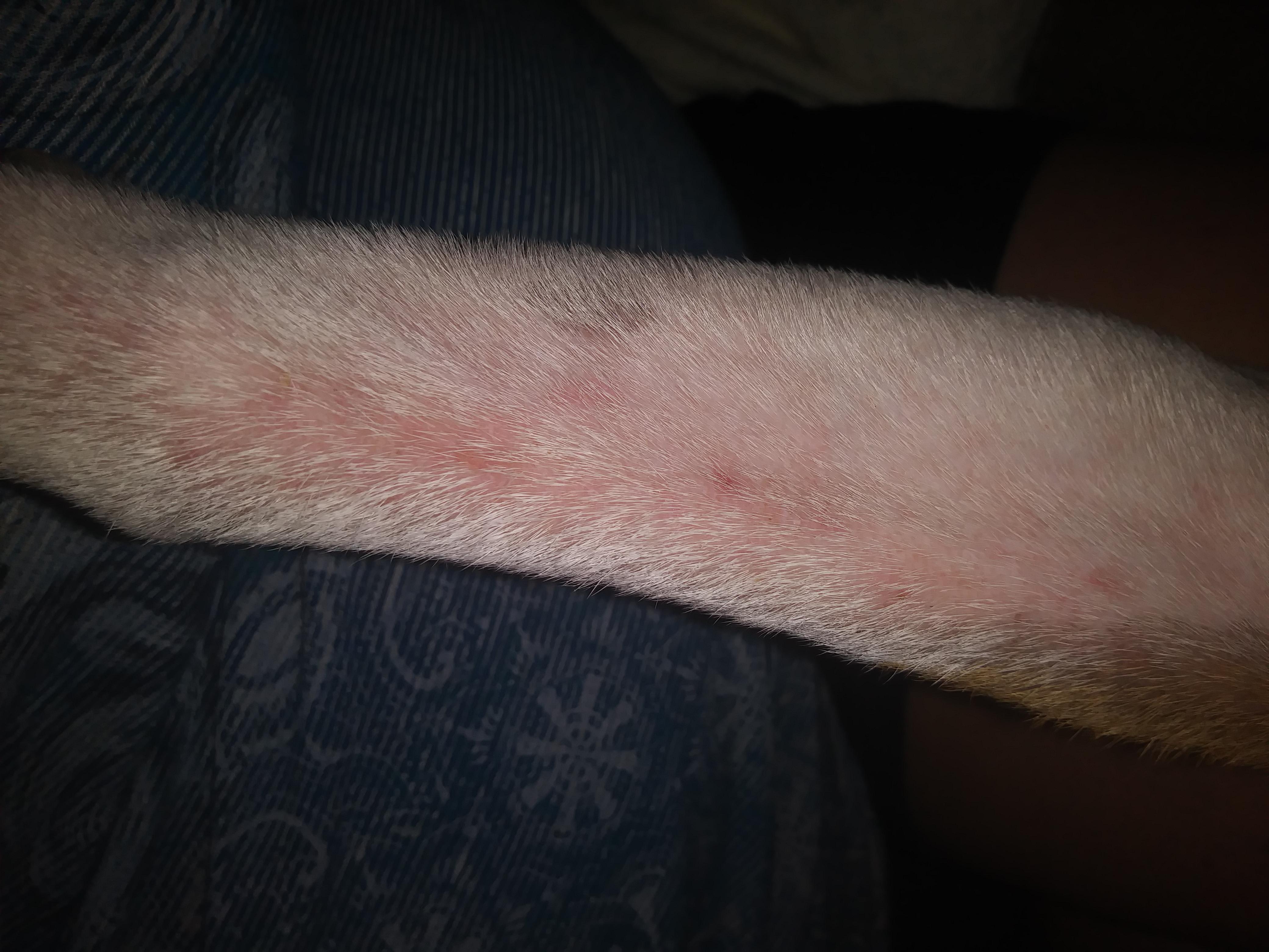 Why is my puppy's jowls and neck red and inflamed rash? | Petco