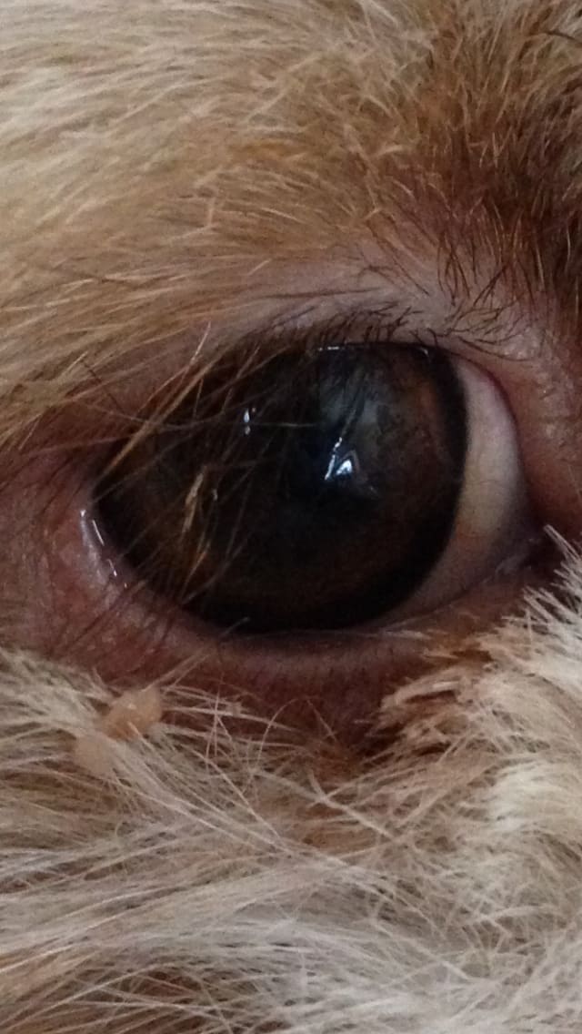 My Dog's Eyes Have Jelly Strands: Worms or Debris? Find Out | Petco