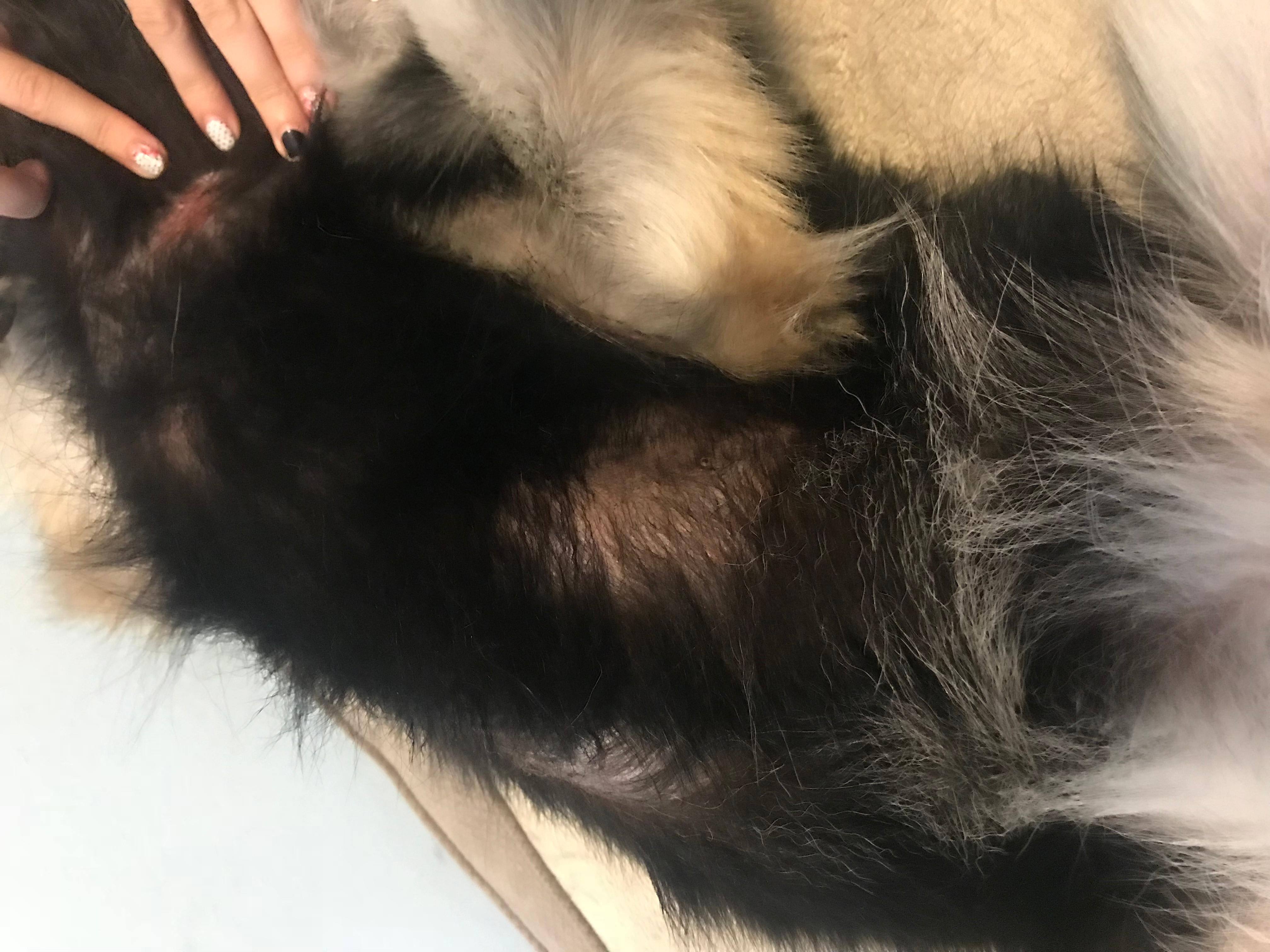 My dog is scratching chest raw and bleeding. What to do? | Petco