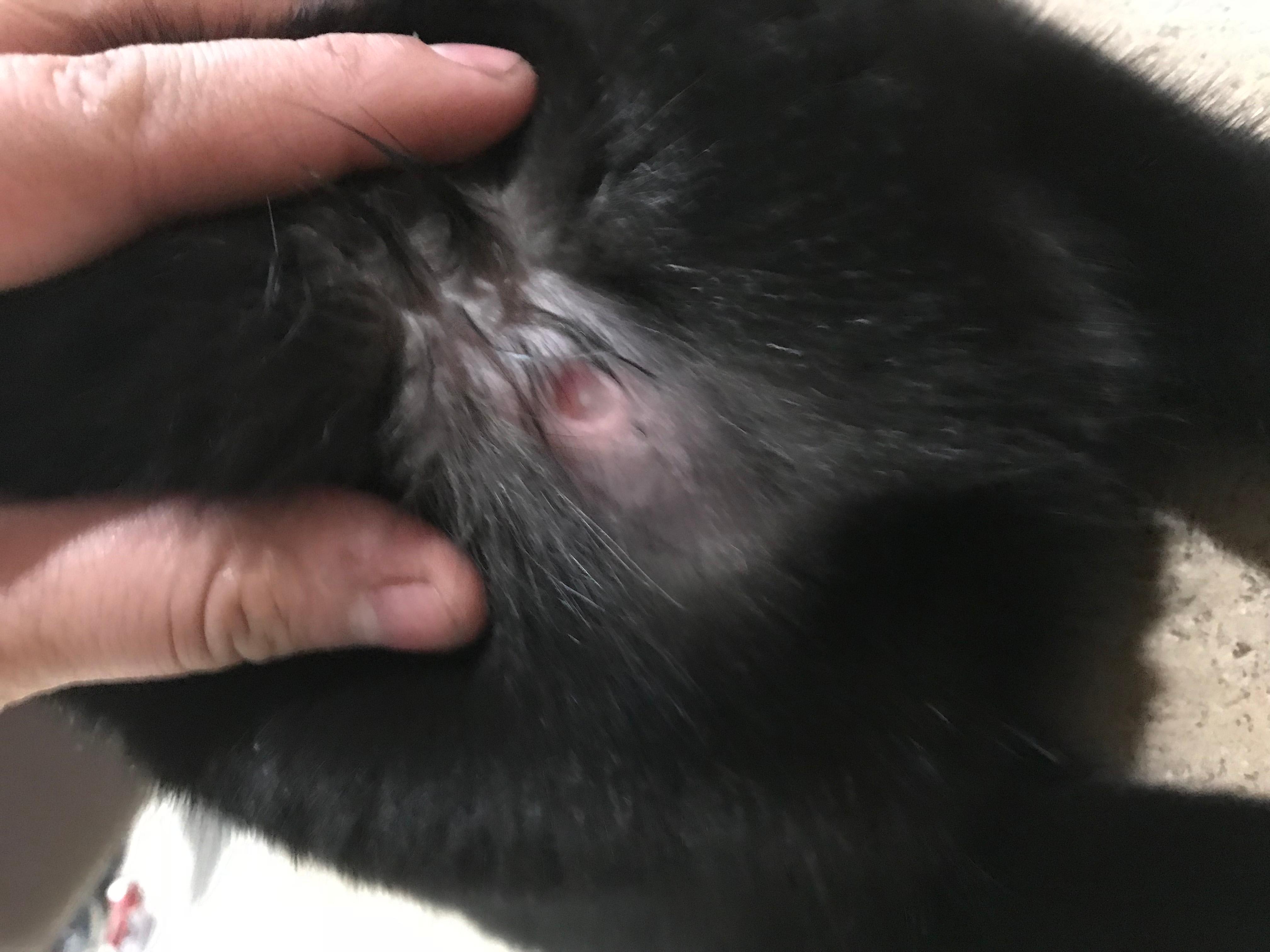 My Cat Has a Hole on His Neck. Does He Need Vet Care or Home Care? | Petco