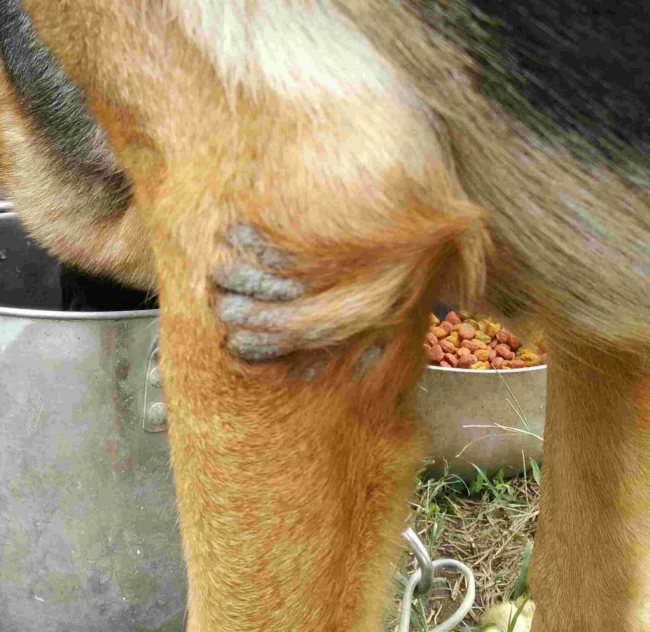 Rough Patches on Your German Shepherd's Elbows? Find Out Why | Petco
