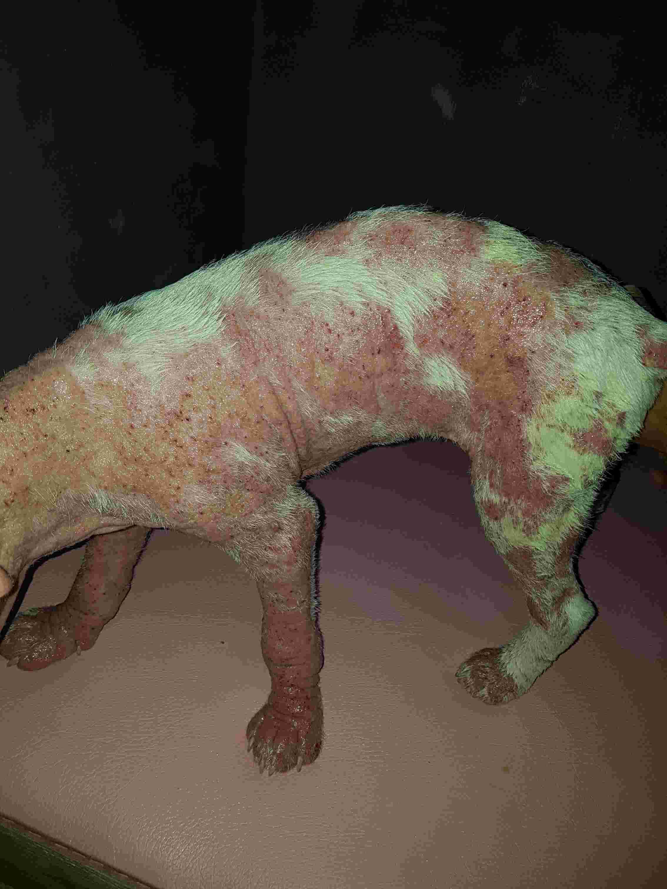 My Dog Has Demodex: Sun Exposure & How to Help Him Heal Faster | Petco