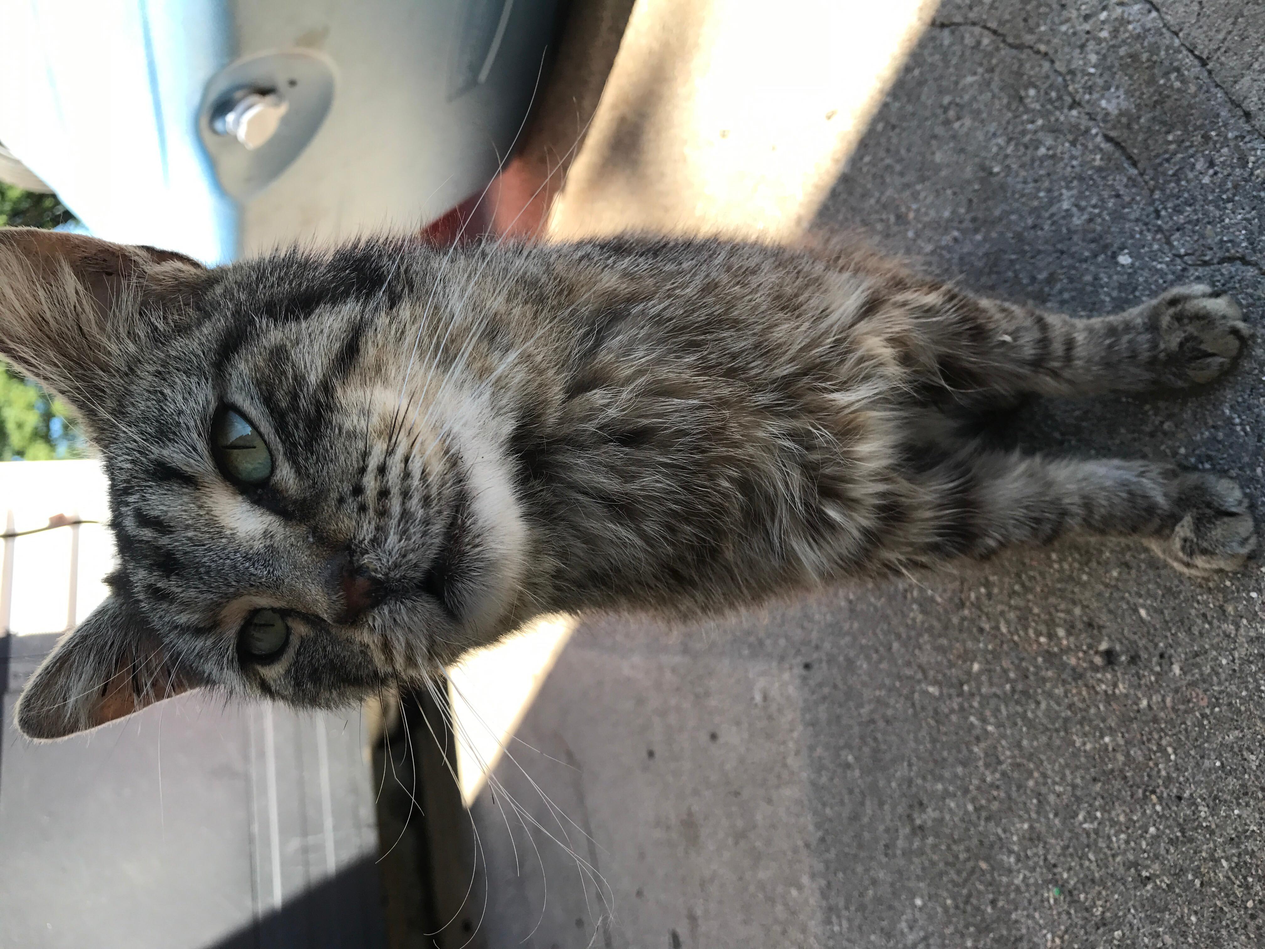 Why is my cat breathing hard, nose plugged, and losing weight? | Petco