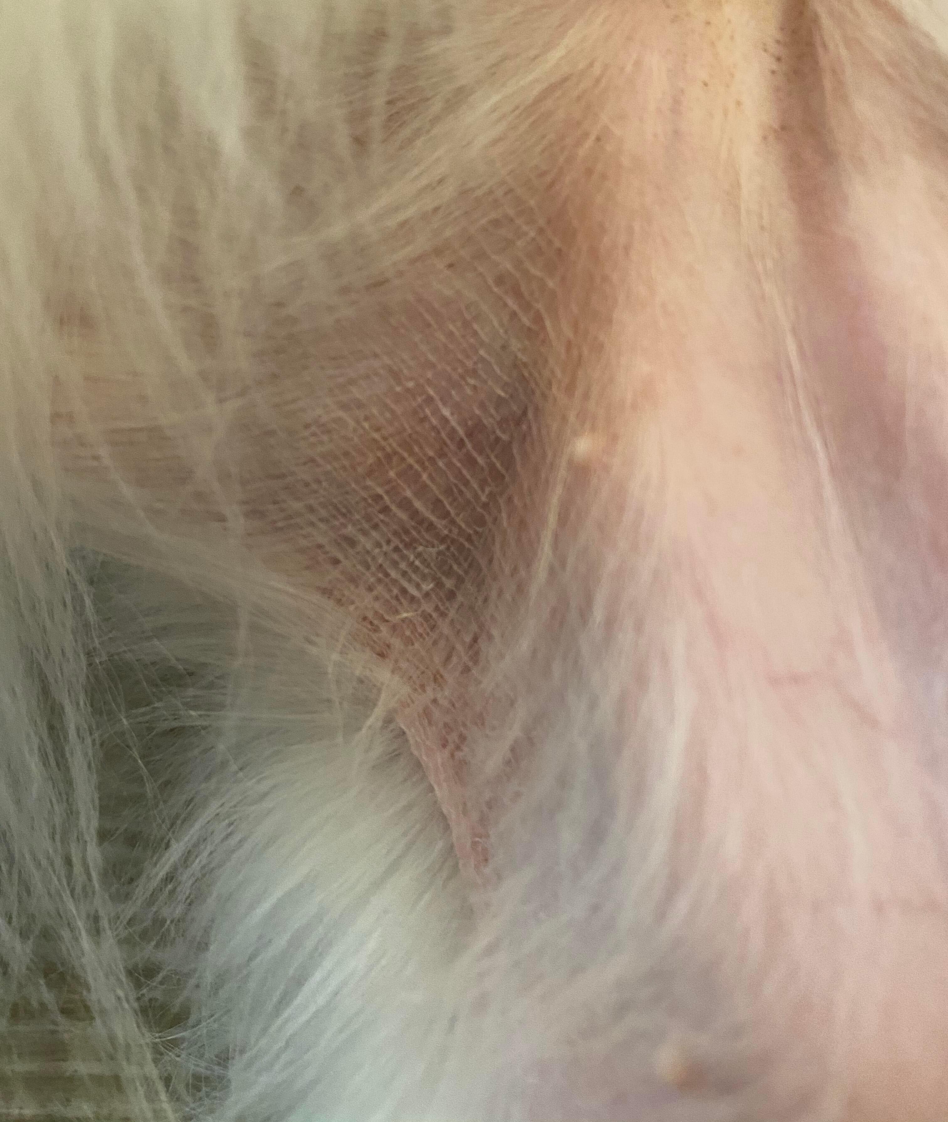 Why is my small dog's belly skin suddenly dry and scaly now? | Petco