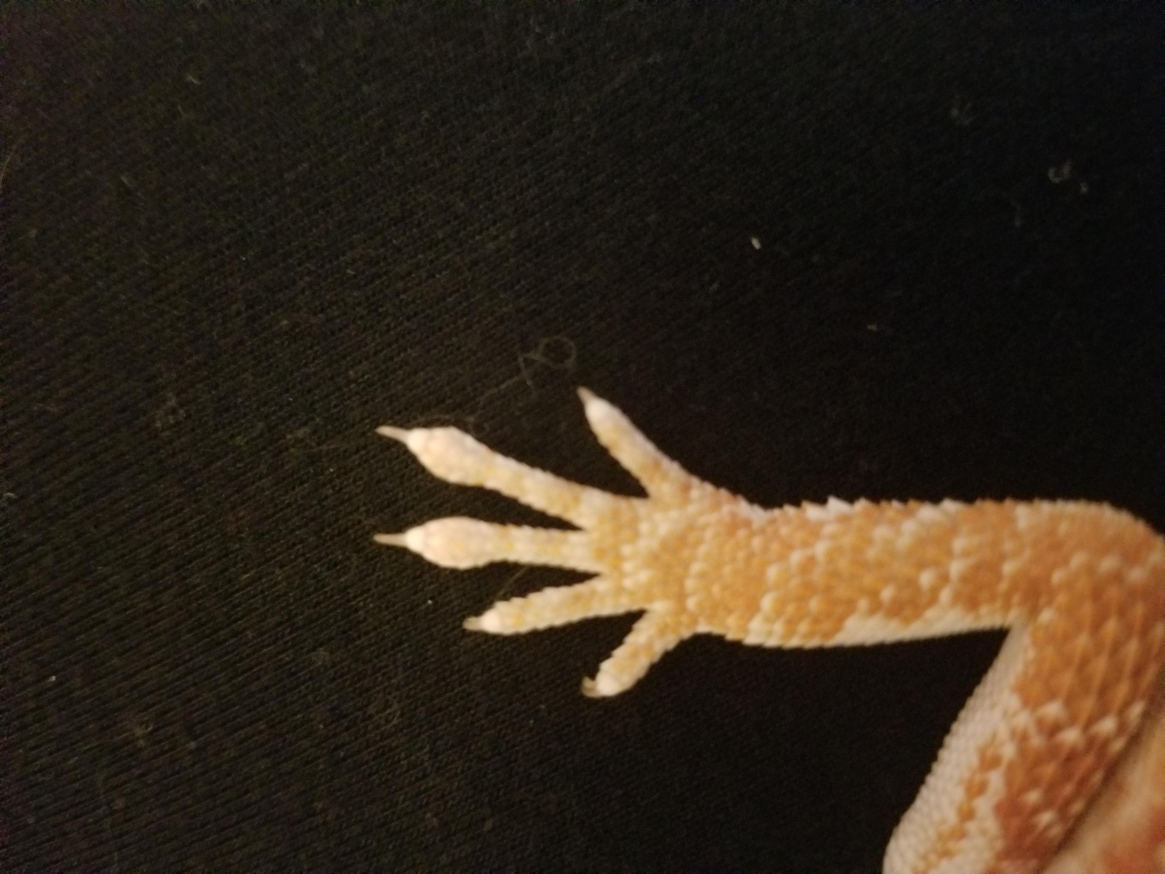 My Bearded Dragon Has Swollen Toes & Pain: Gout? Vet or Home? | Petco