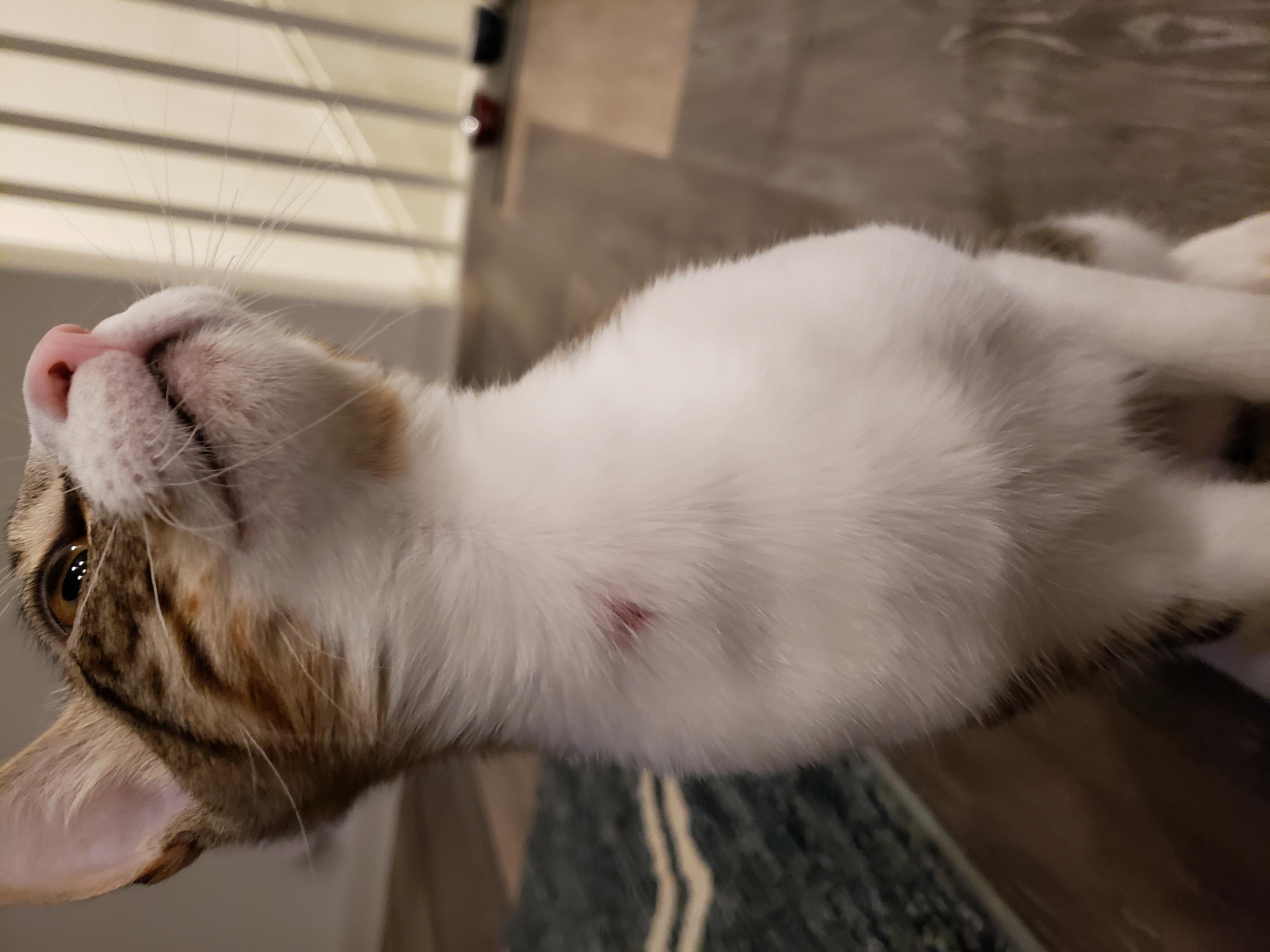 Neutered Cat Scratching Raw Rash on Neck? Find Solutions | Petco