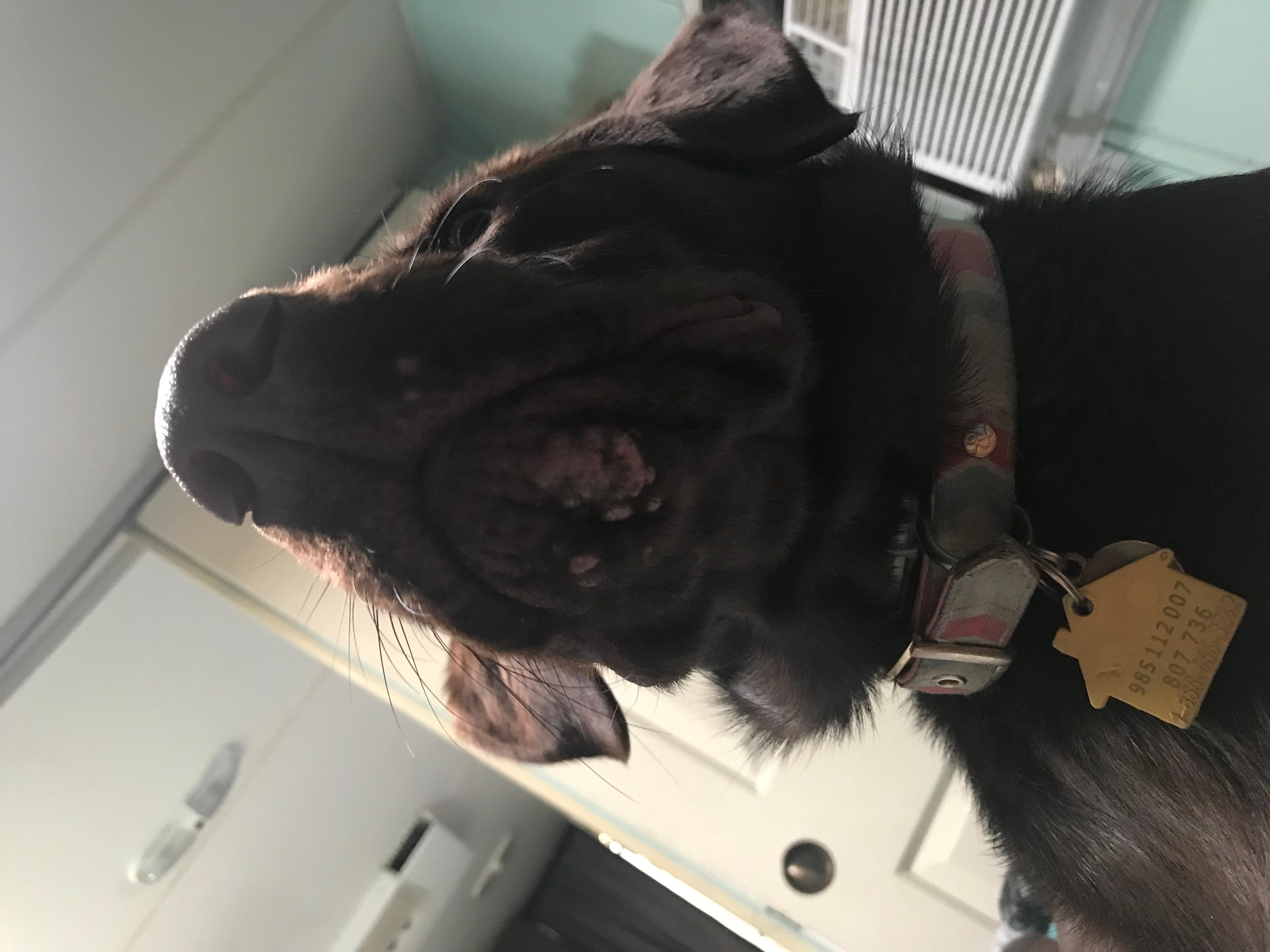 What are these bumps on my dog's chin and how do I treat them? | Petco