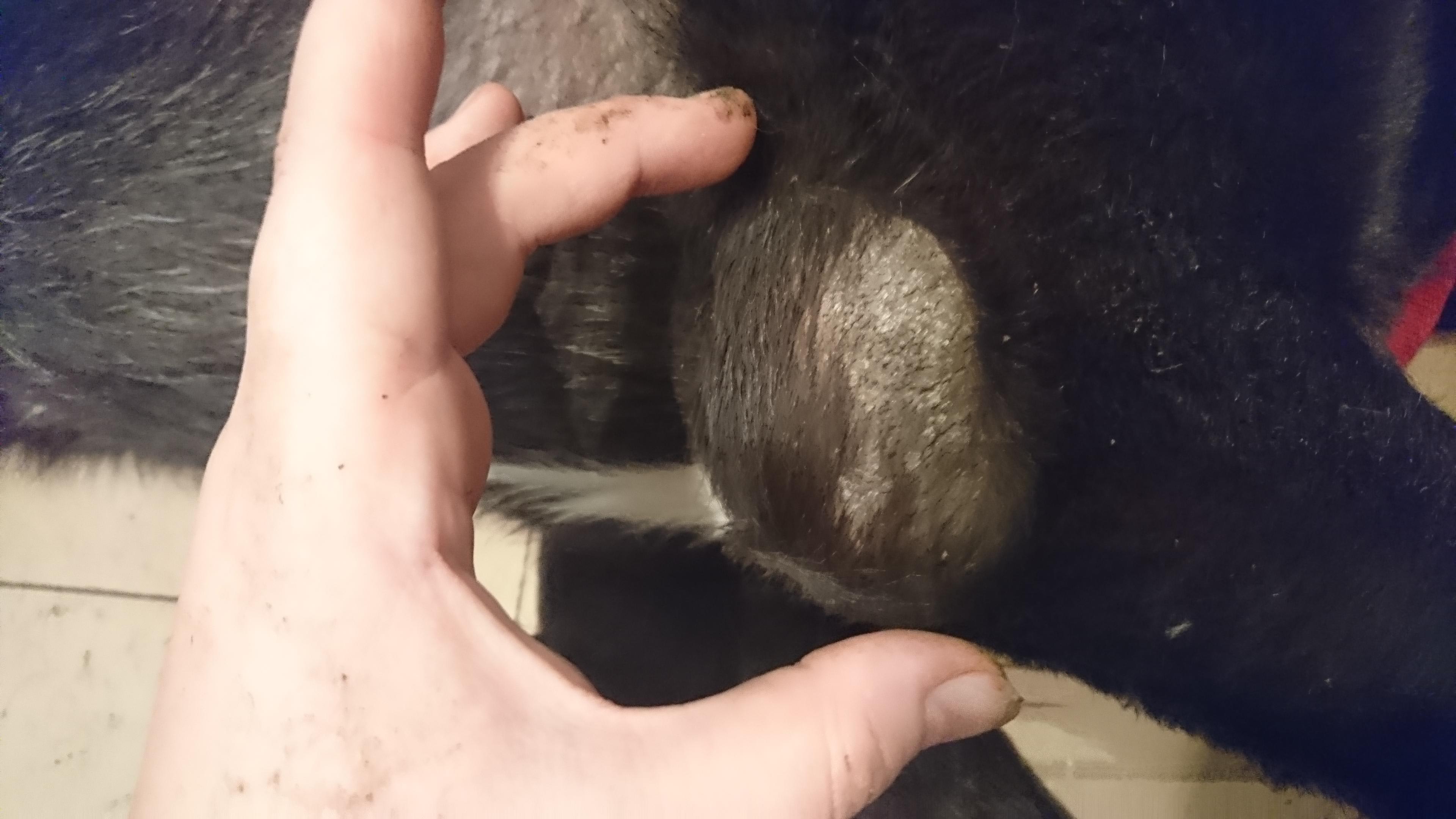 What is that firm, golf ball-sized lump on my dog's elbow? | Petco