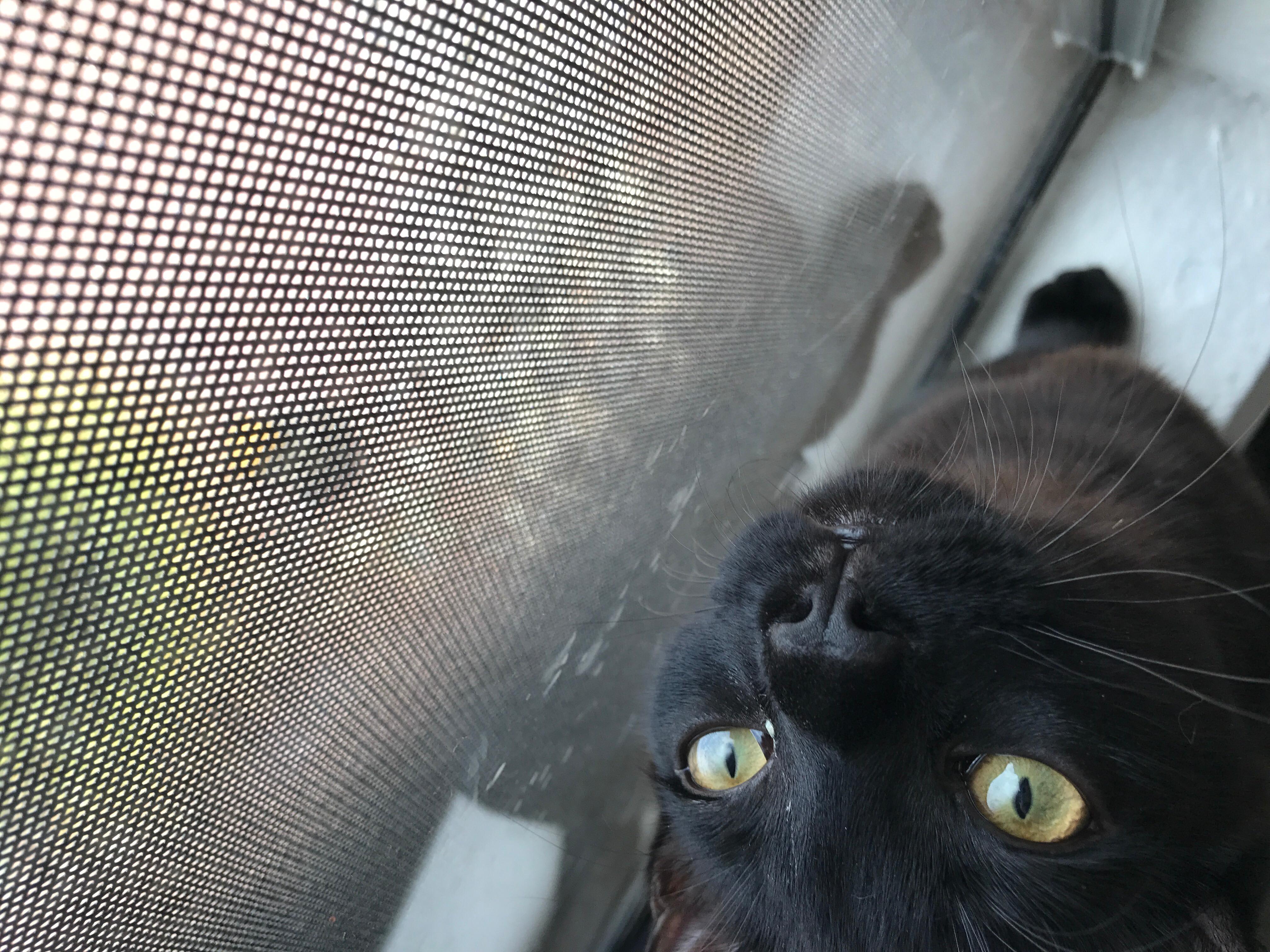 Why does my kitten have eye crust & third eyelid after URI? | Petco