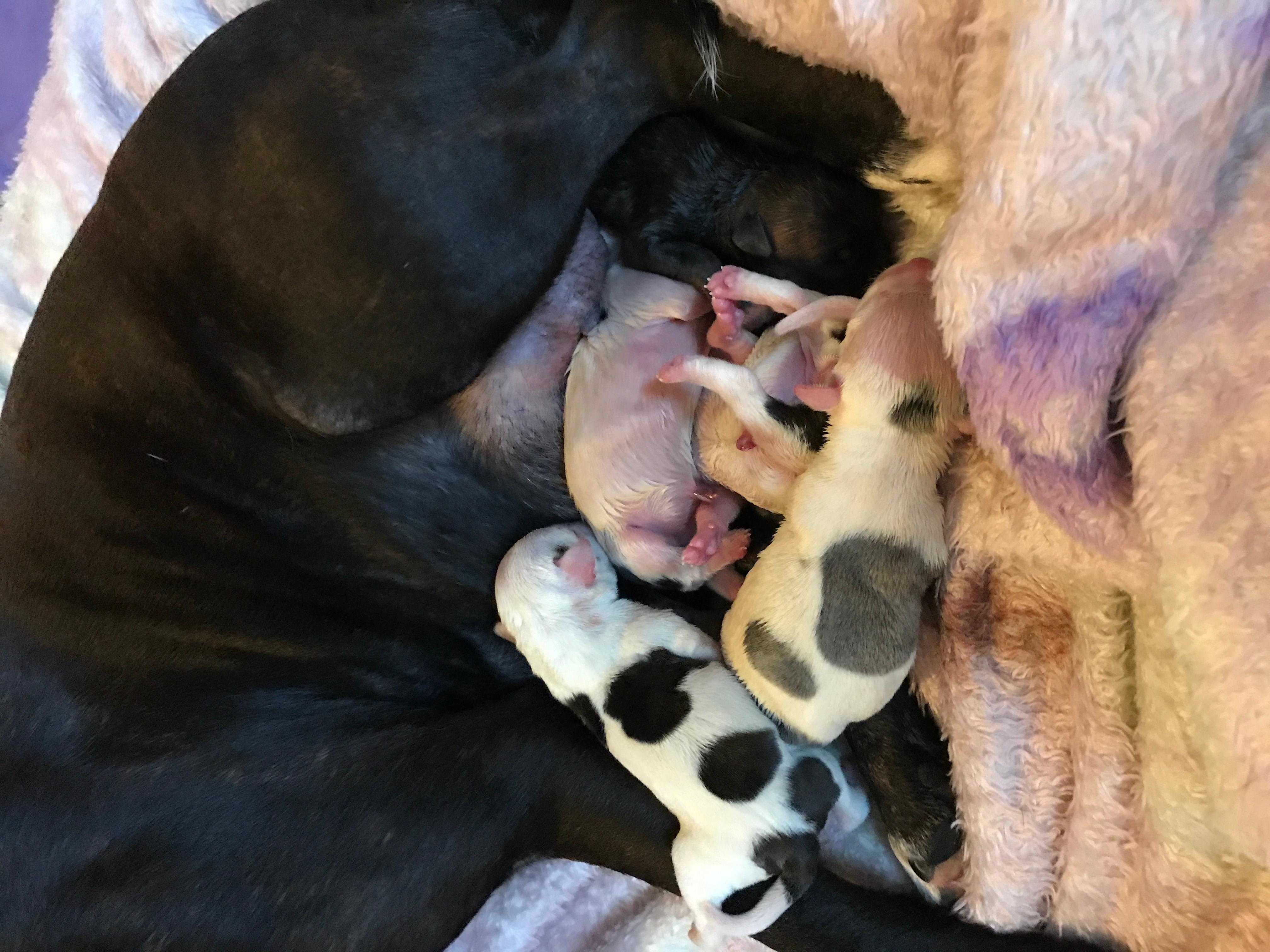 My Dog Had Puppies Early? Normal Gestation & Puppy Safety | Petco