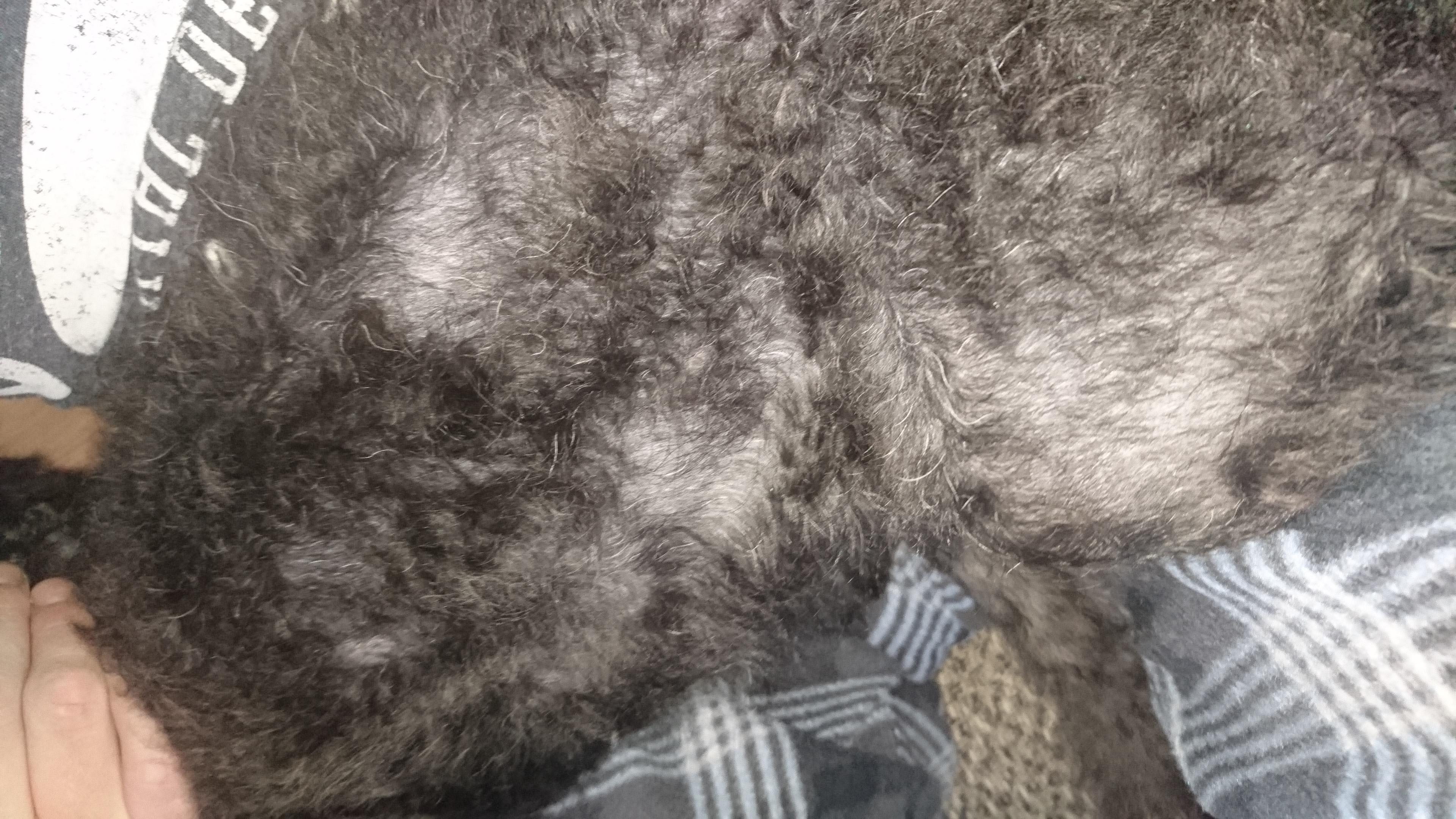I have recently purchased 4 1/2 month old cockapoo puppy he hadn't had ...