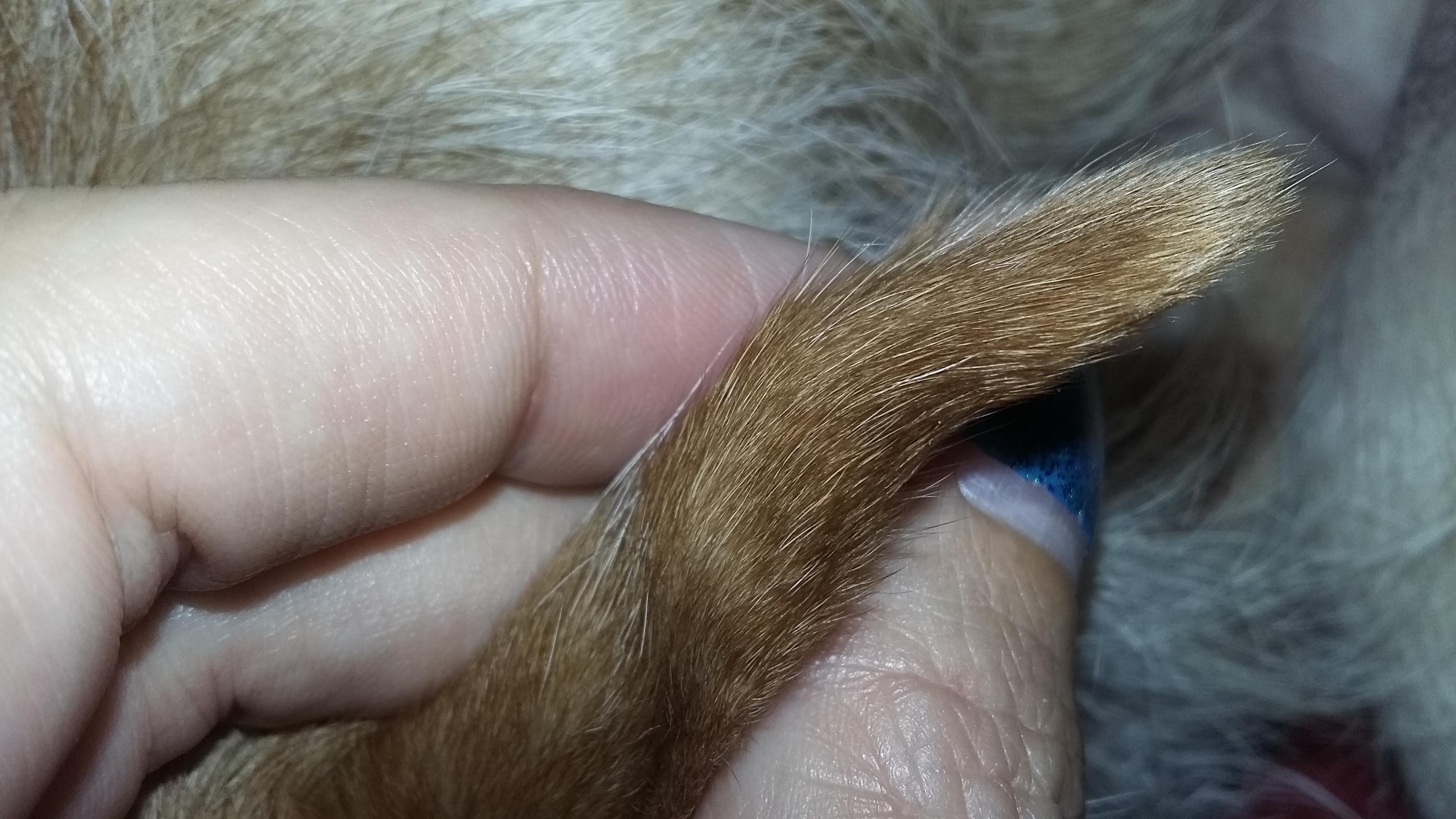 My dog's ear is swollen, discolored, fluid pocket. What is it? | Petco