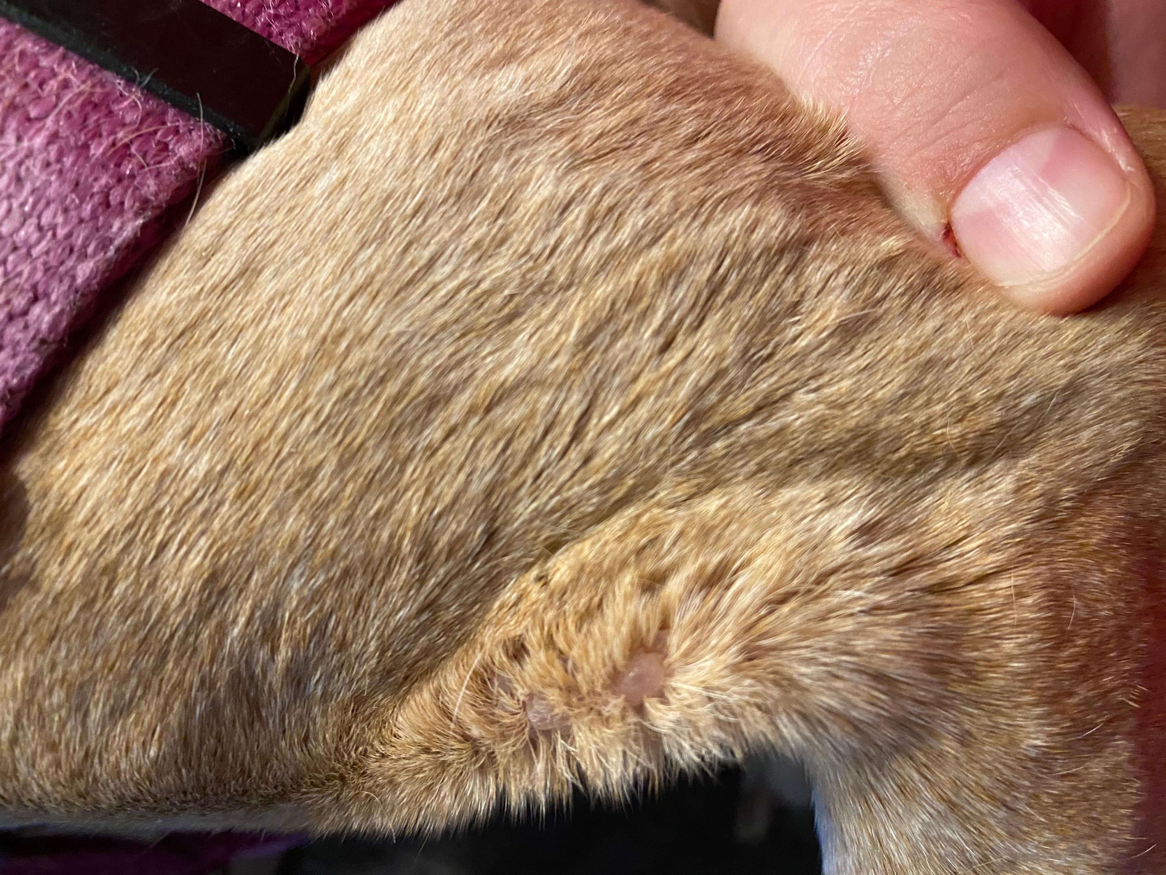 Dog's spreading skin blisters not responding to meds? | Petco