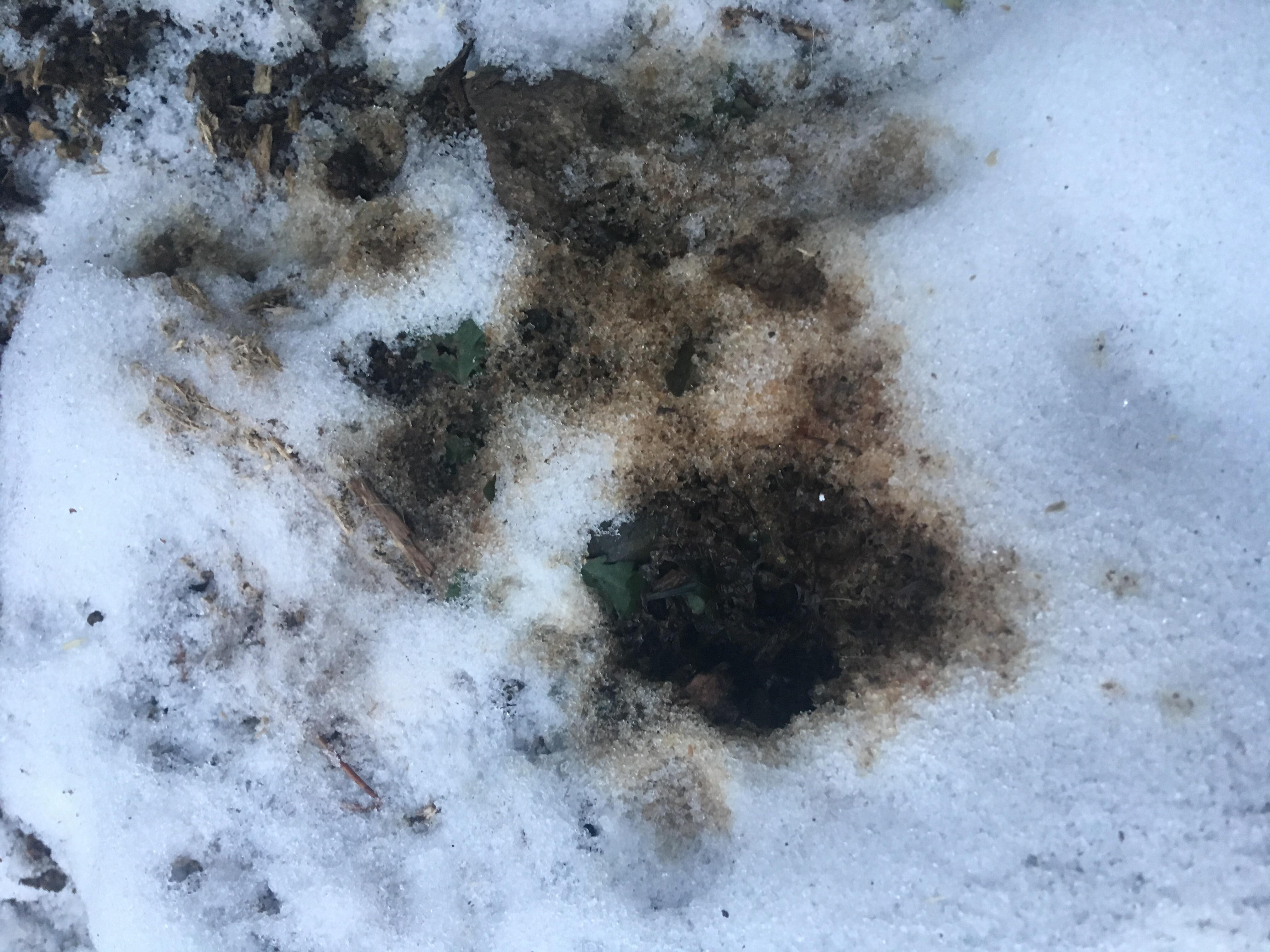 My dog ate M&Ms, pooping red. Is it chocolate poisoning? | Petco