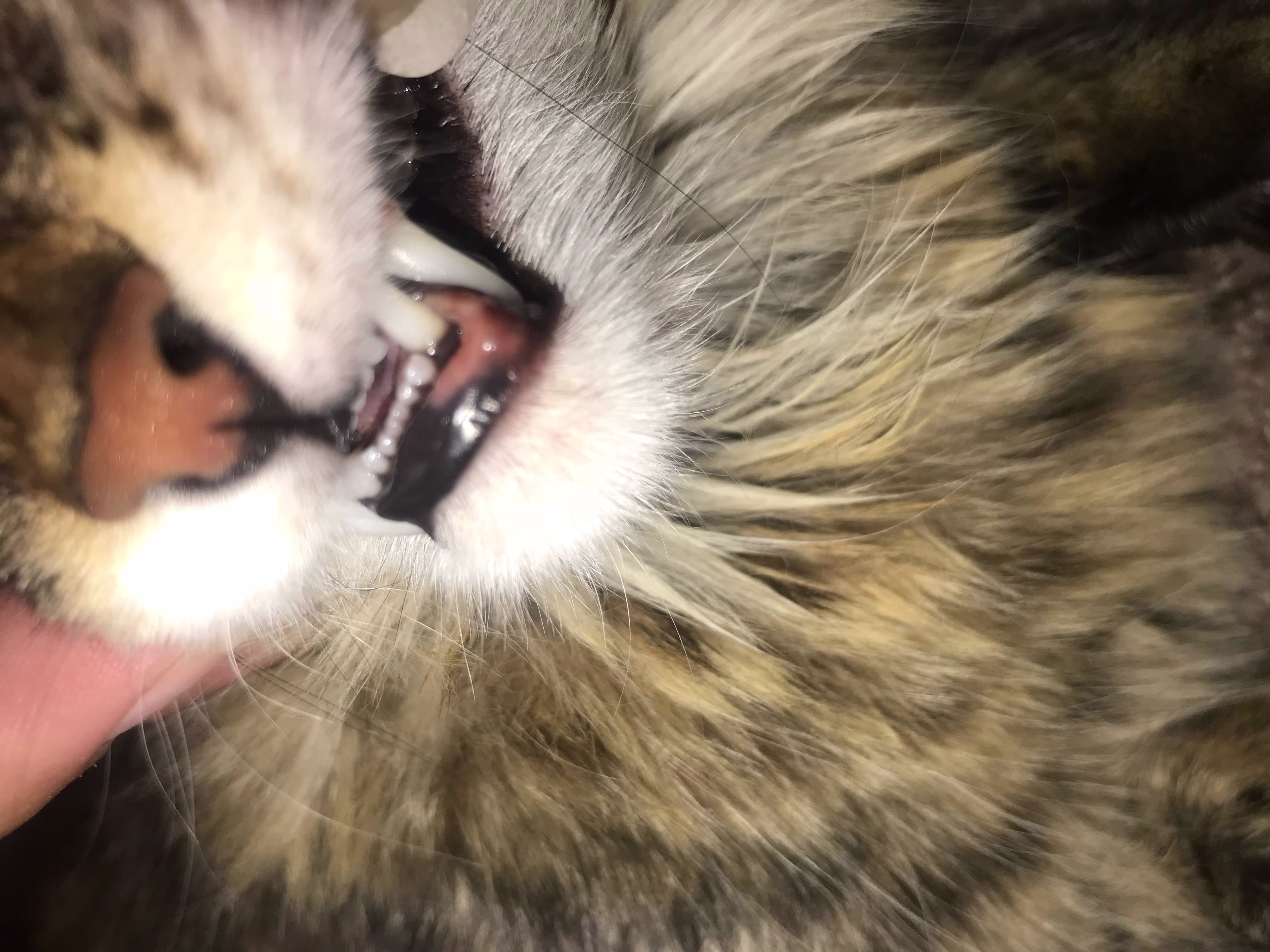 Why is my cat's lip swollen and hanging? Is it a tooth problem? | Petco