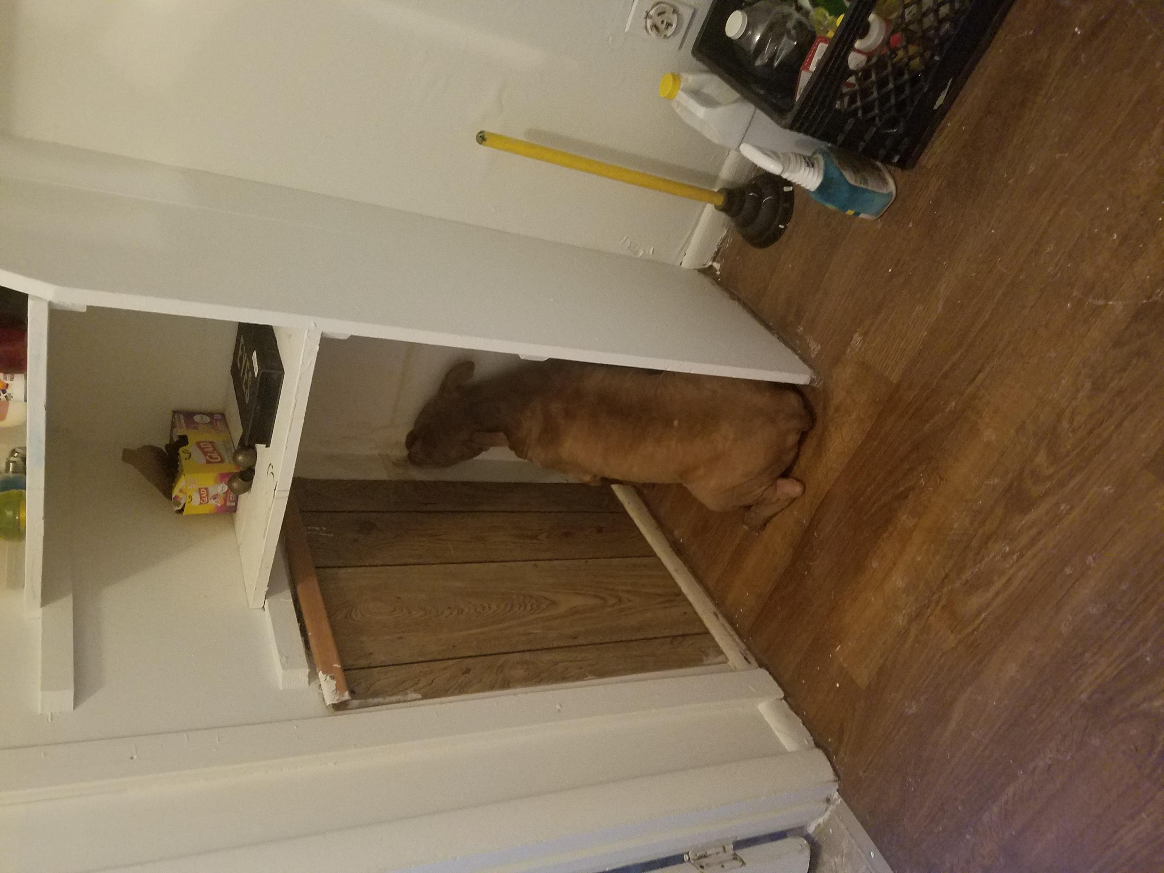 Why is my dog falling over, can't walk straight, and acting weird? | Petco