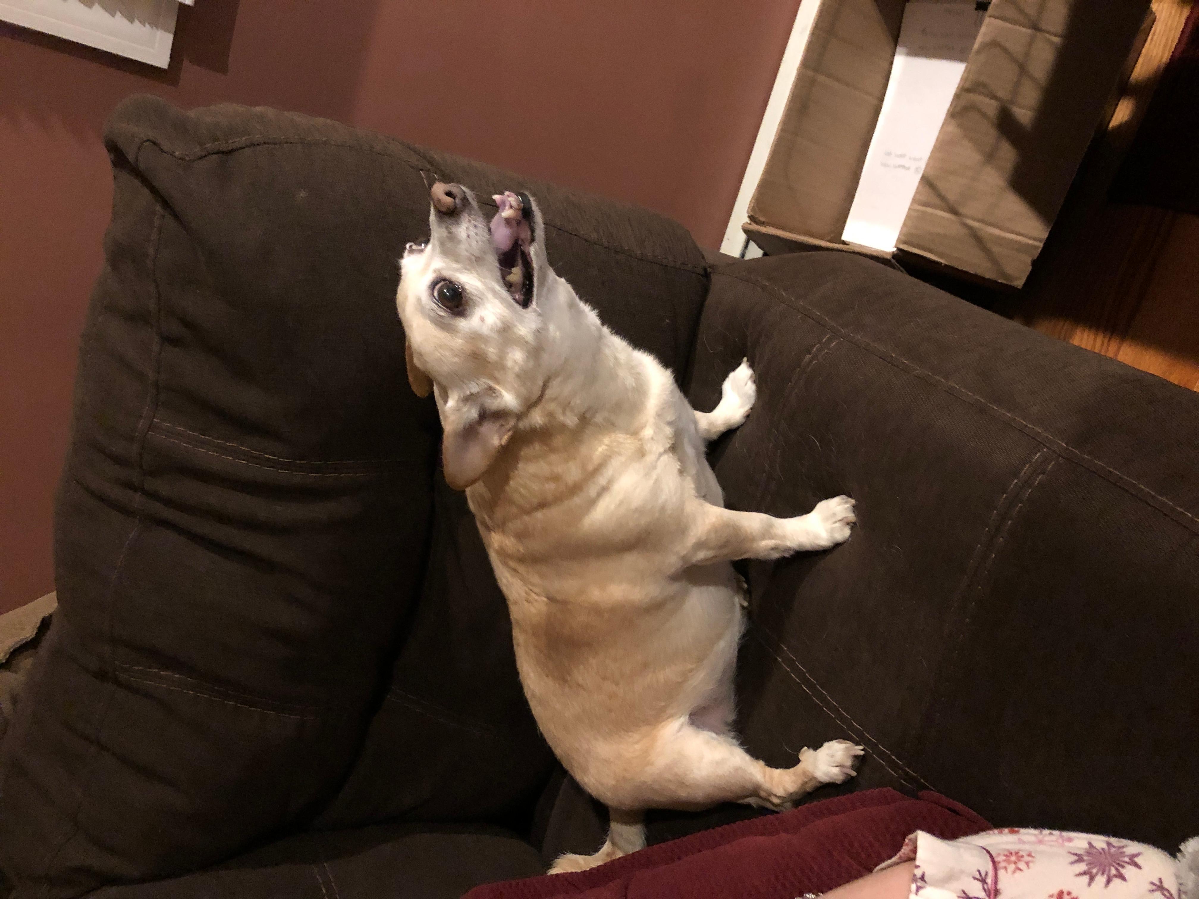 Why is my dog hunched over, panting heavily, and hacking? | Petco