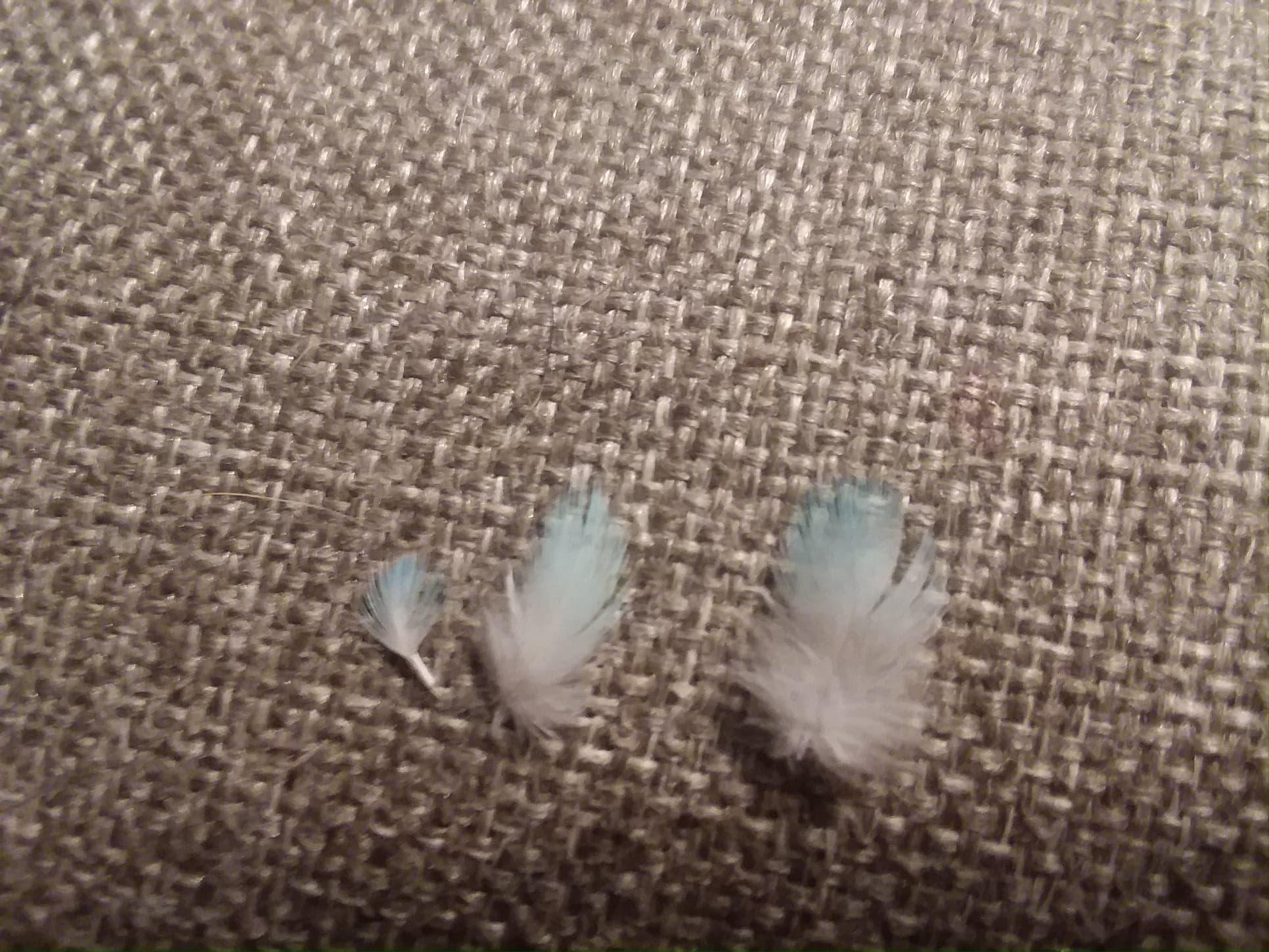 Why are my budgie's head pin feathers not developing properly? | Petco