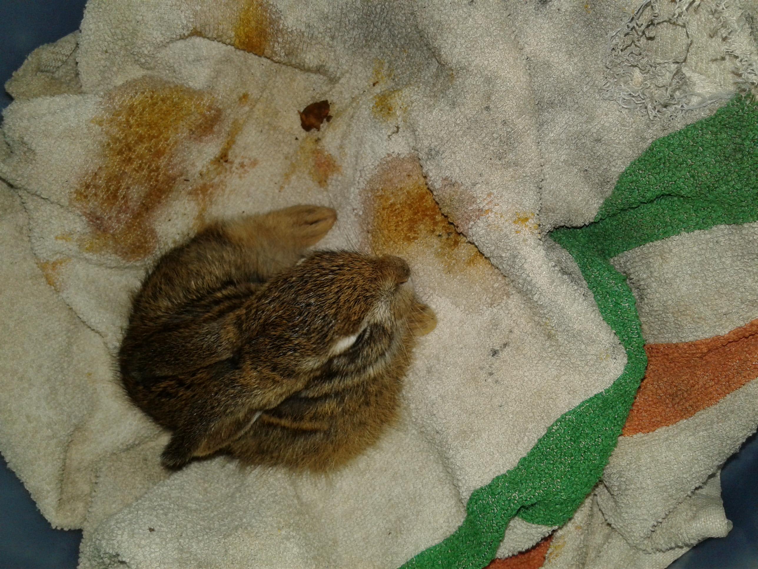 My Baby Rabbit Has a Wound: Treat It & What to Feed It | Petco