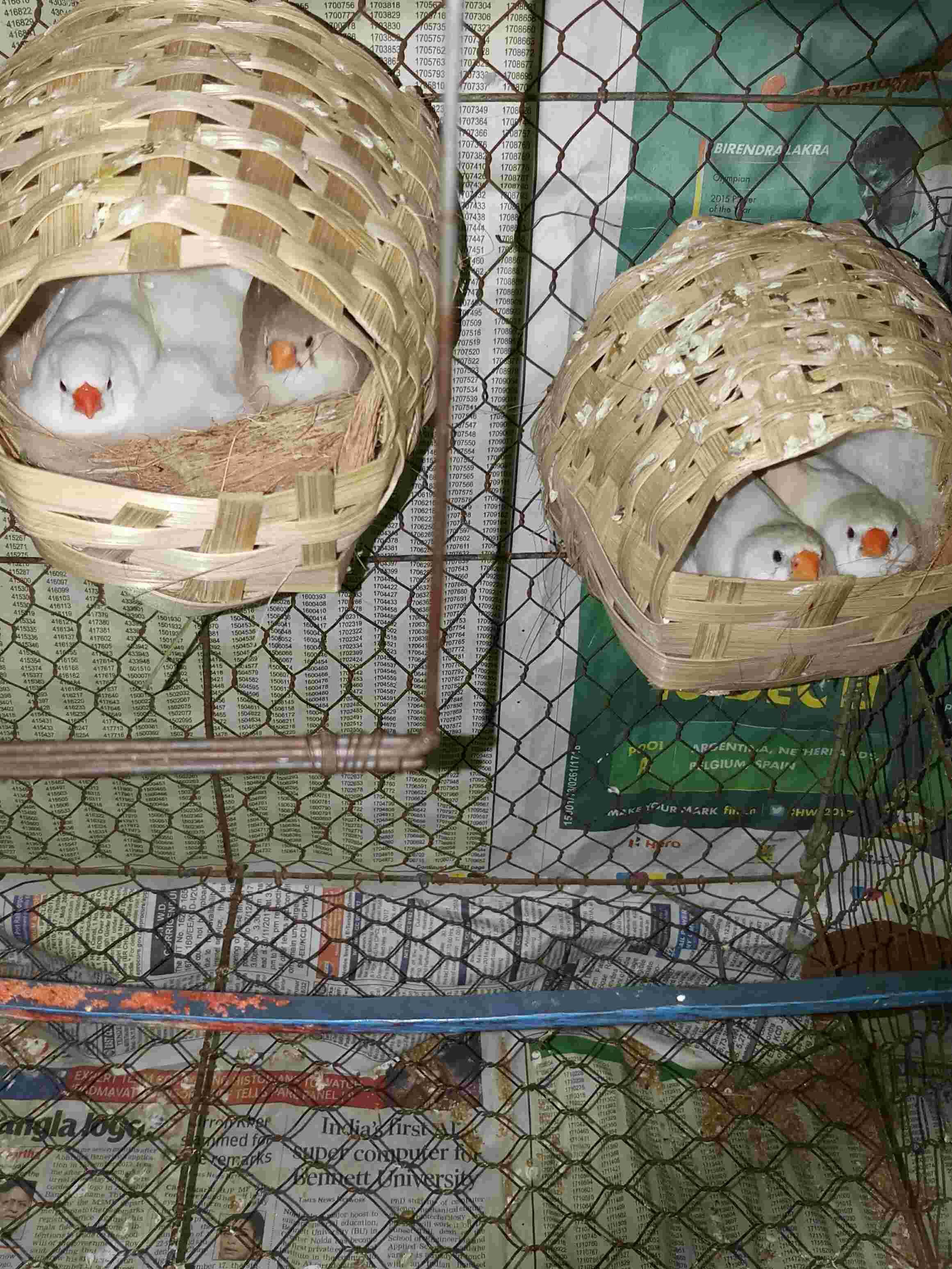 My Finch Laid an Egg: How to Know if It's Fertile & Will Hatch | Petco