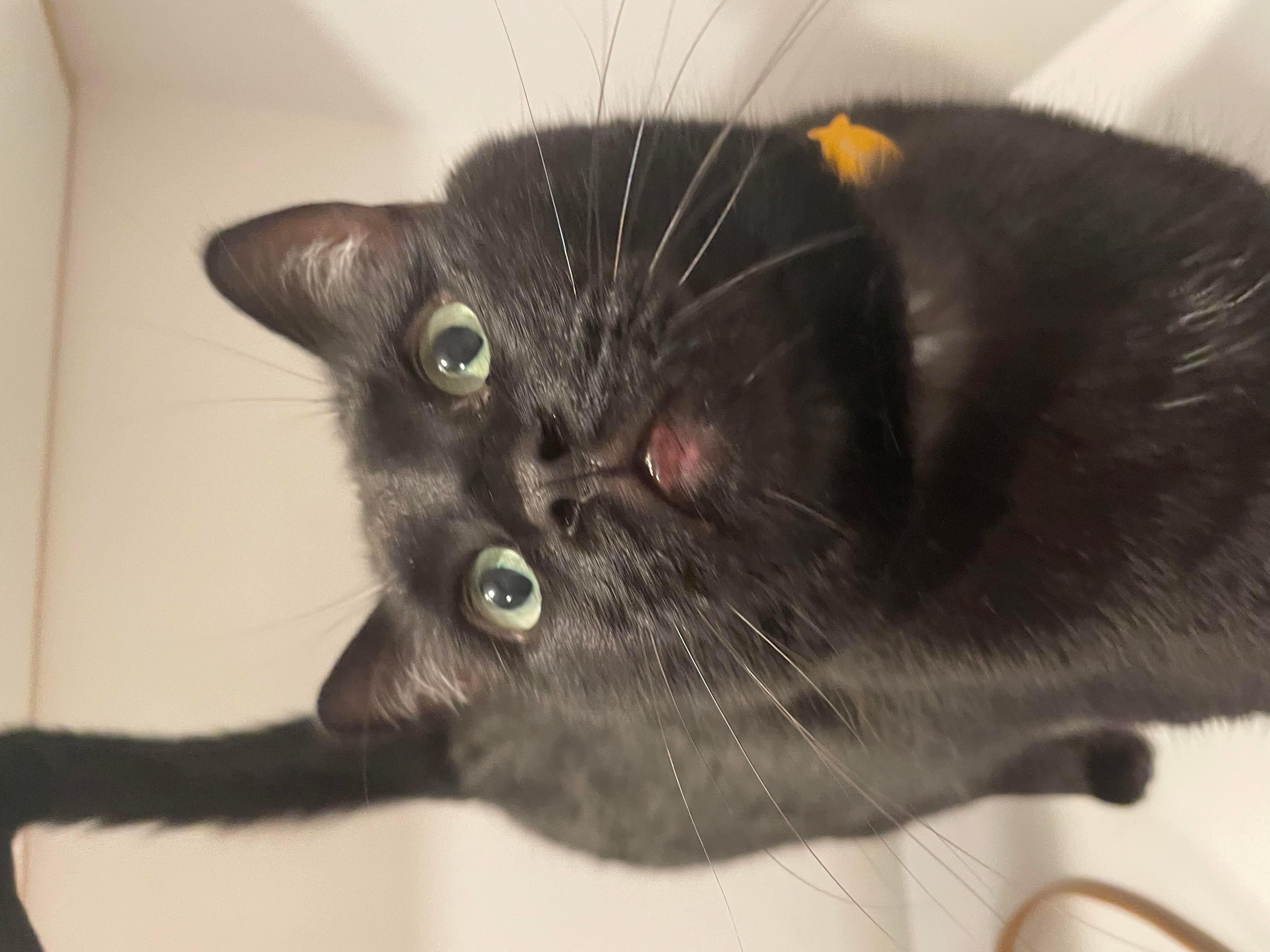 Is Your Cat's Chin Red & Sore? How to Treat It Before Vet | Petco