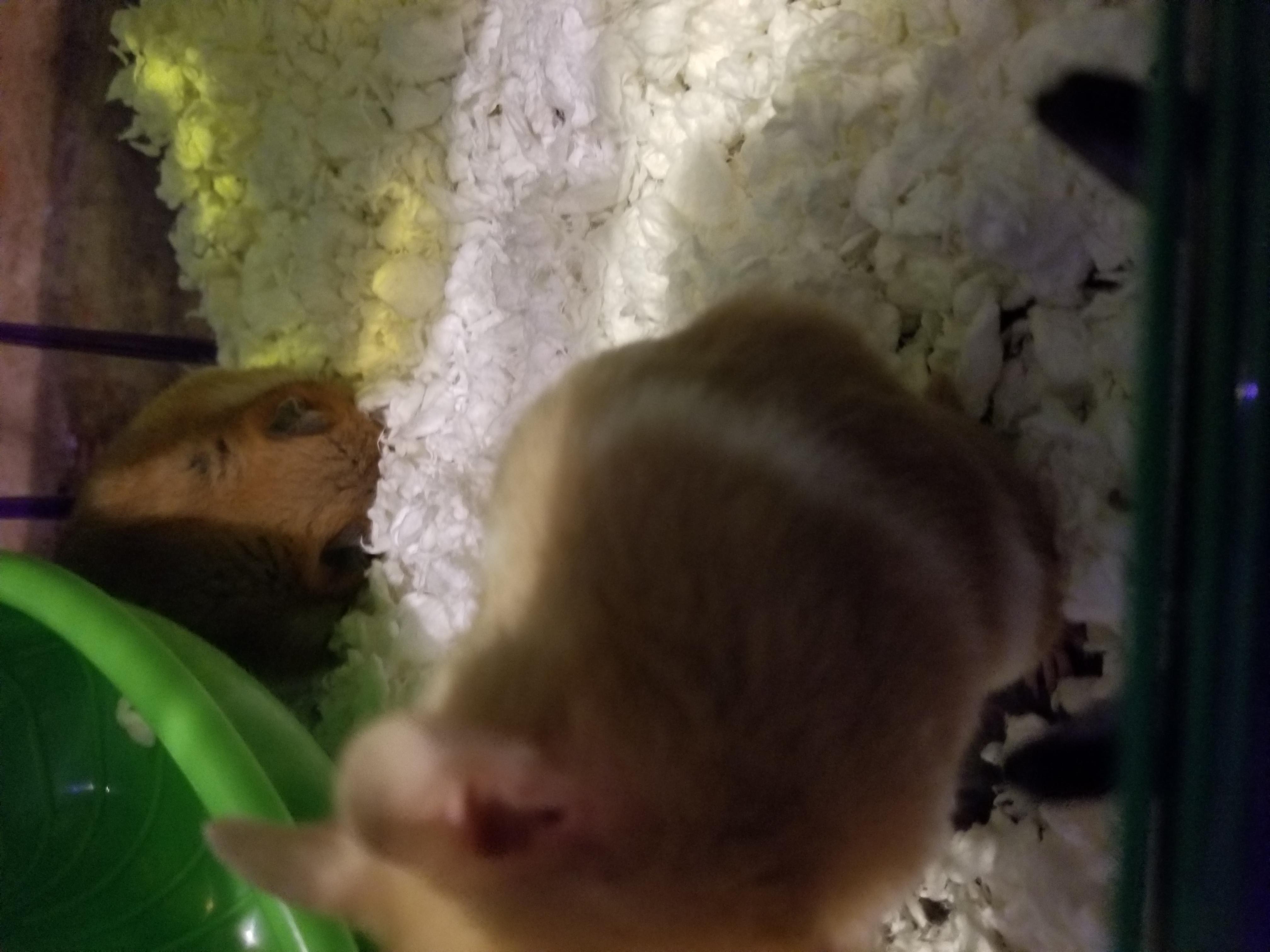 My New Hamster is Lethargic with a Back Lump – What to Do? | Petco