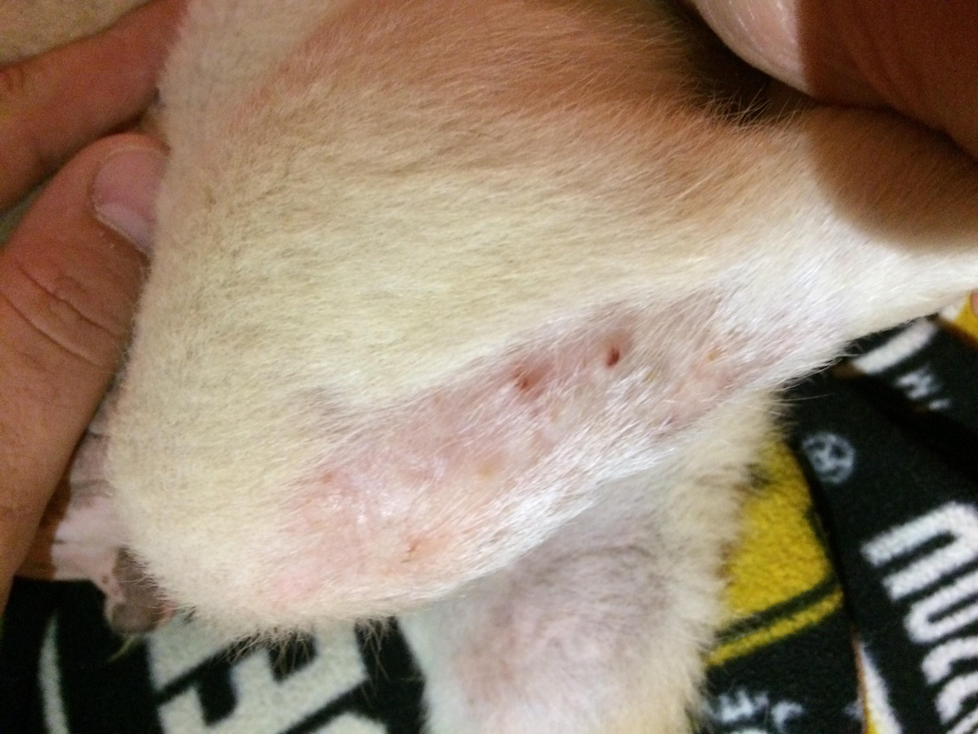 What's this blistering rash on my 9-week Pit Bull puppy's leg? | Petco
