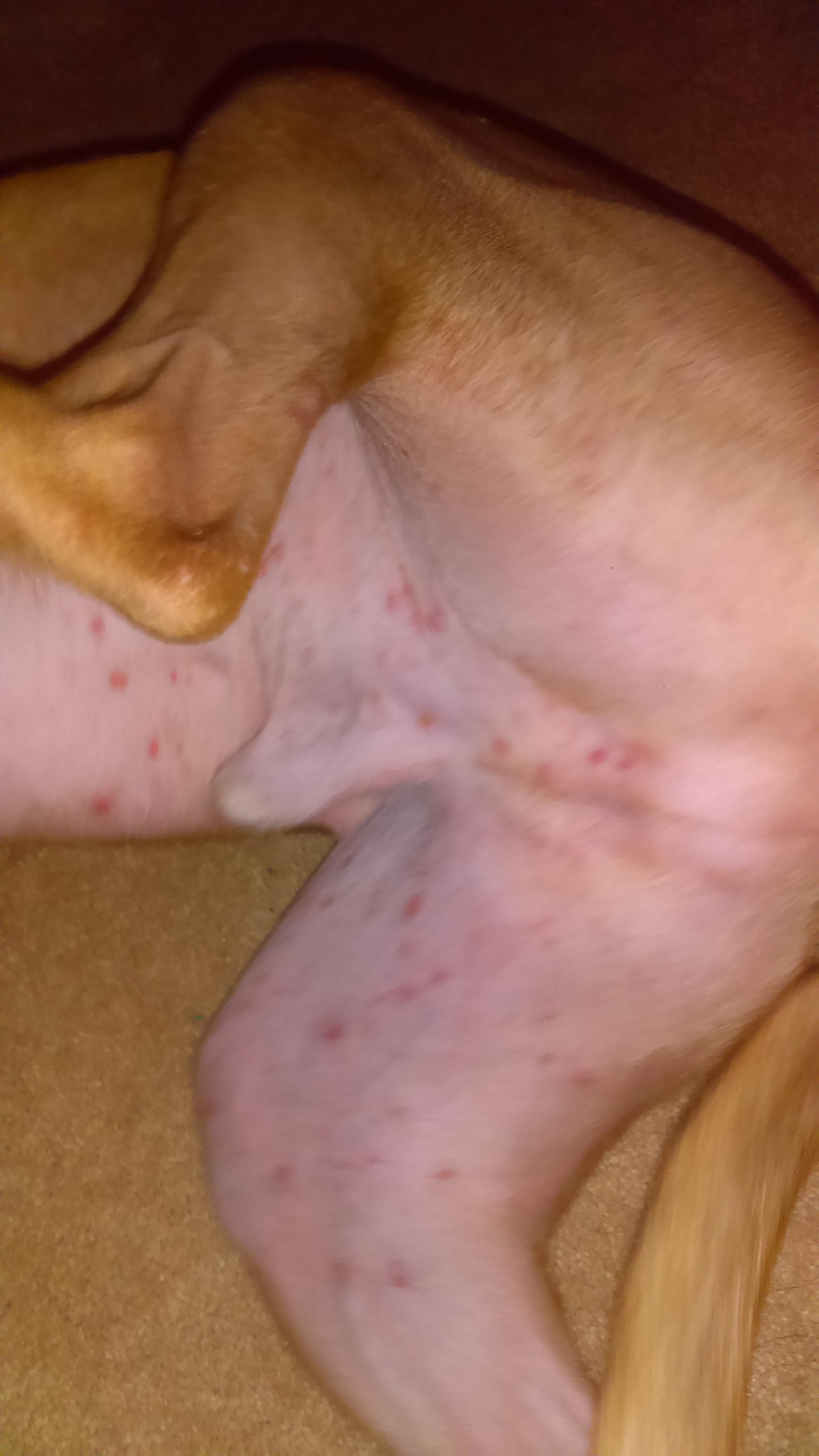 Why is your pit bull's rash spreading and not itchy? Find answers | Petco
