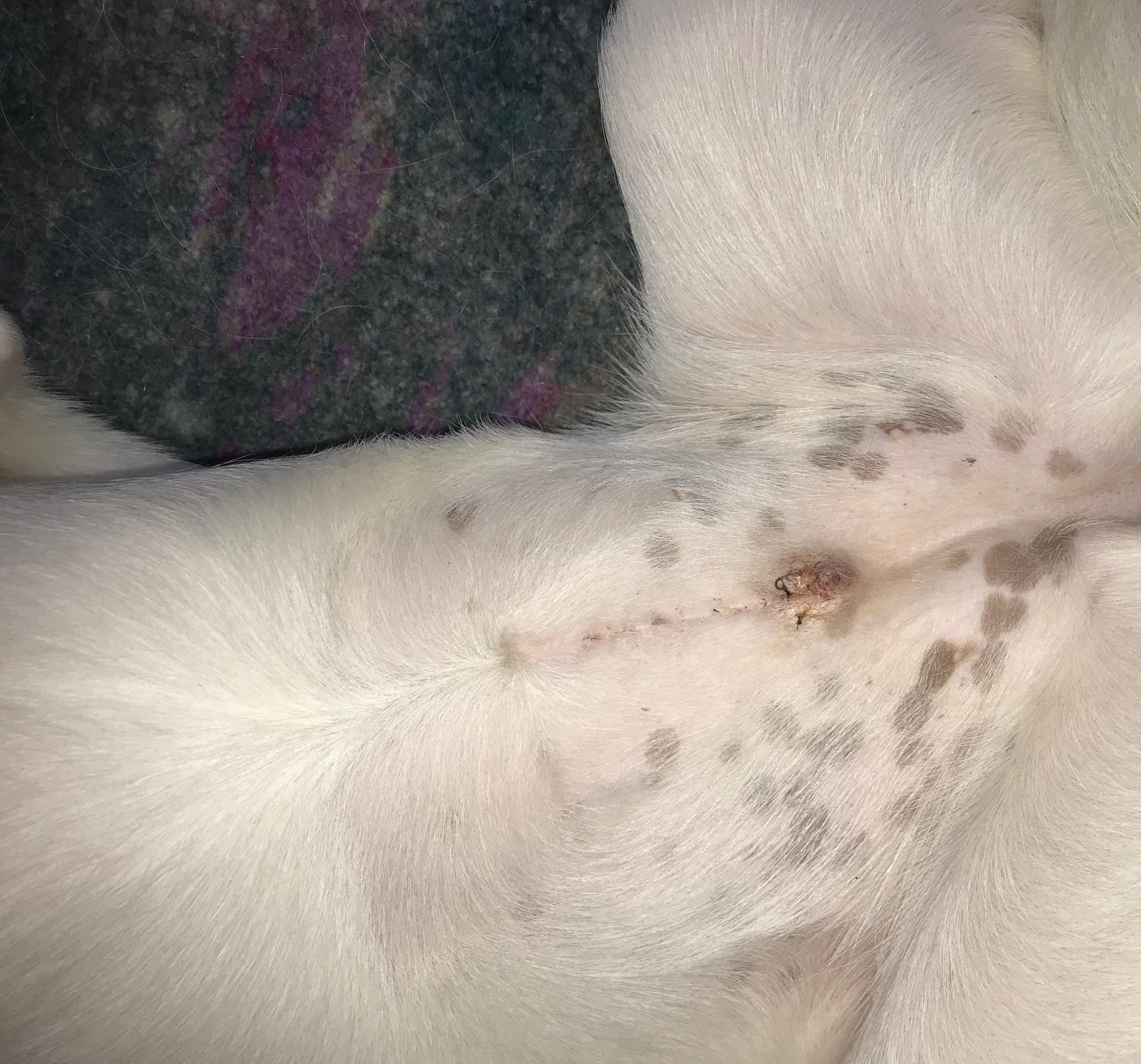 Is a pink blister normal on dog's spay incision after 3 weeks? | Petco