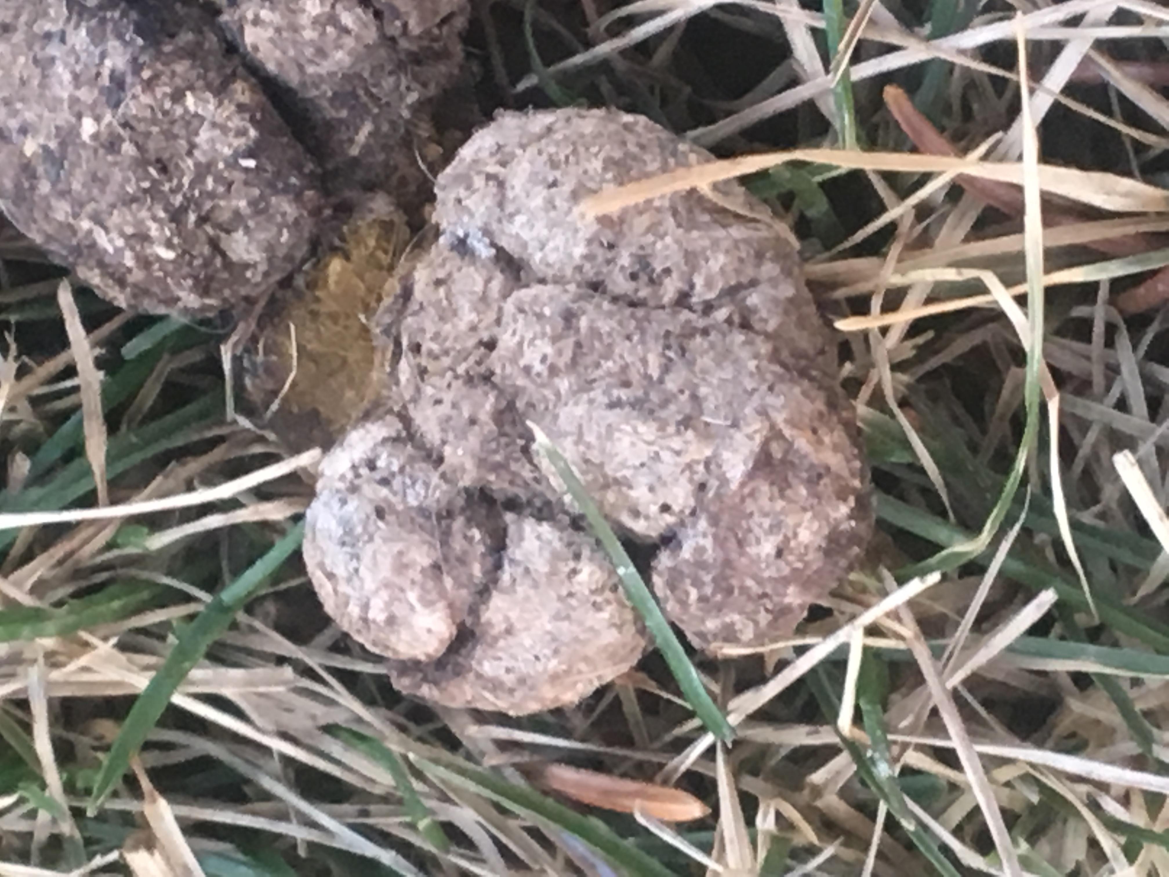 My Dog's Poop Has White Patches: Worms or Something Else? | Petco