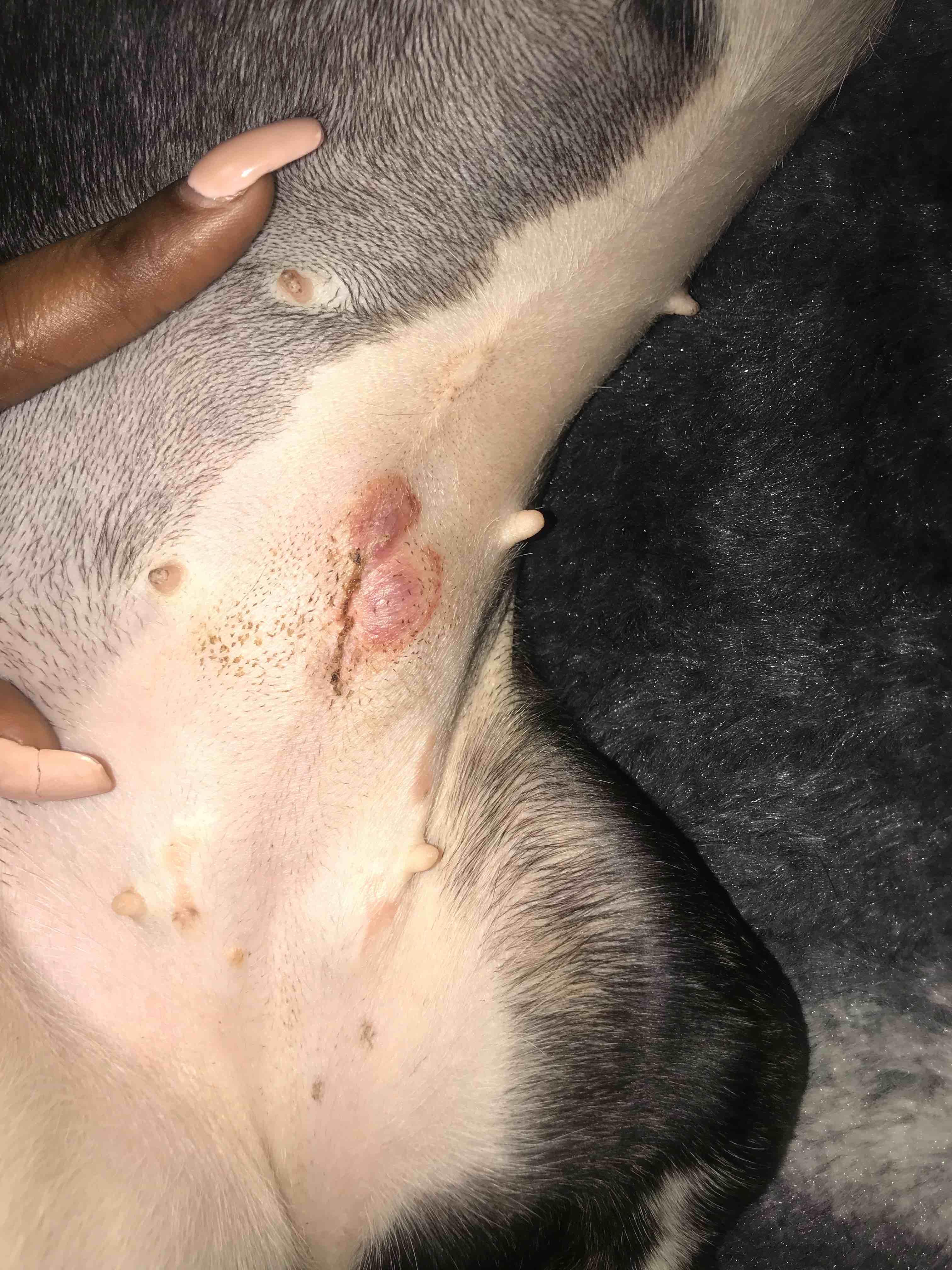 My dog just got spayed. Is bruising around her incision normal? | Petco