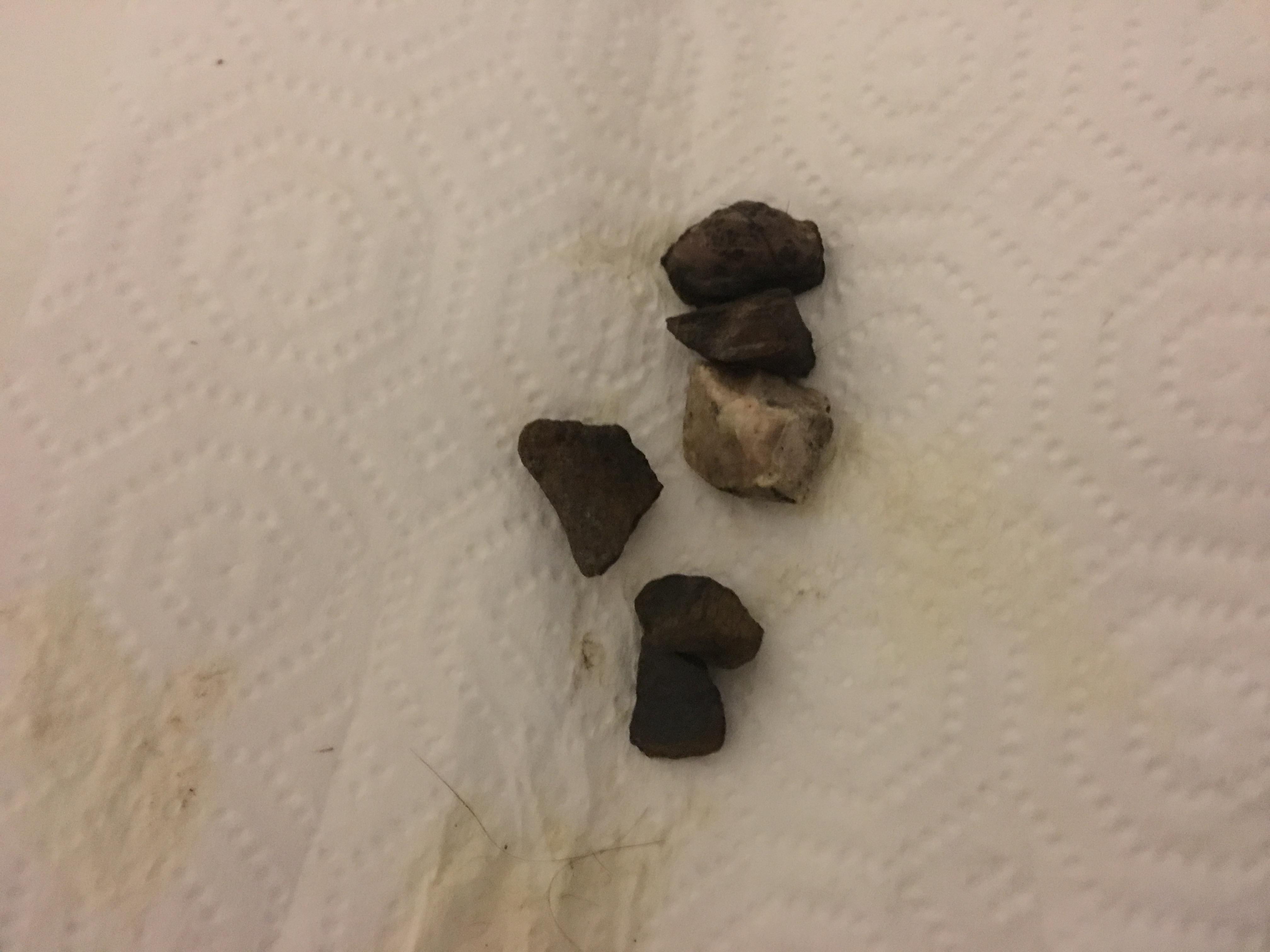 Dog Threw Up Rocks But Seems Fine? When to See a Vet | Petco