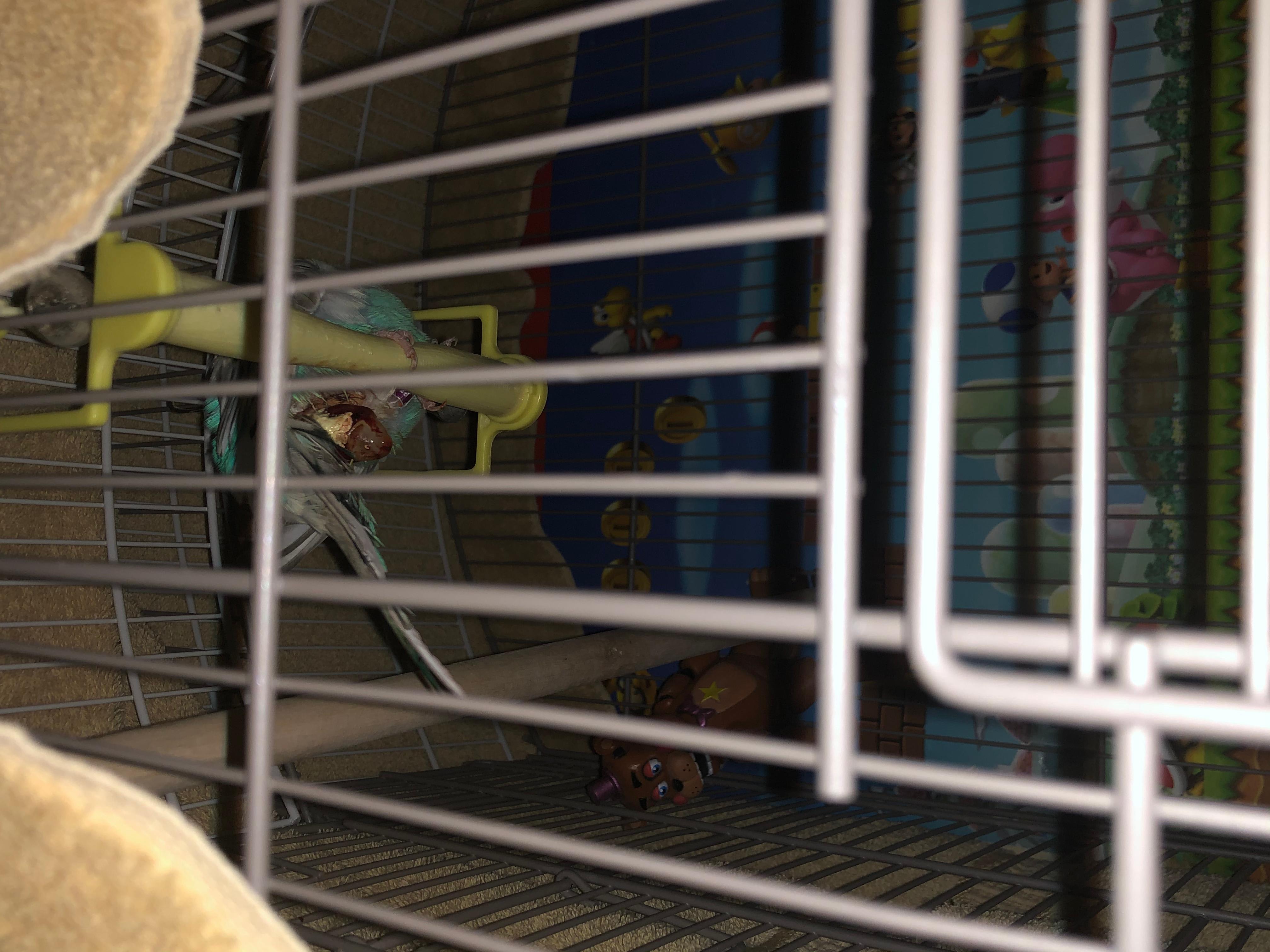 My Parakeet is Egg-Bound: What Safe Lubricant Can Help? | Petco