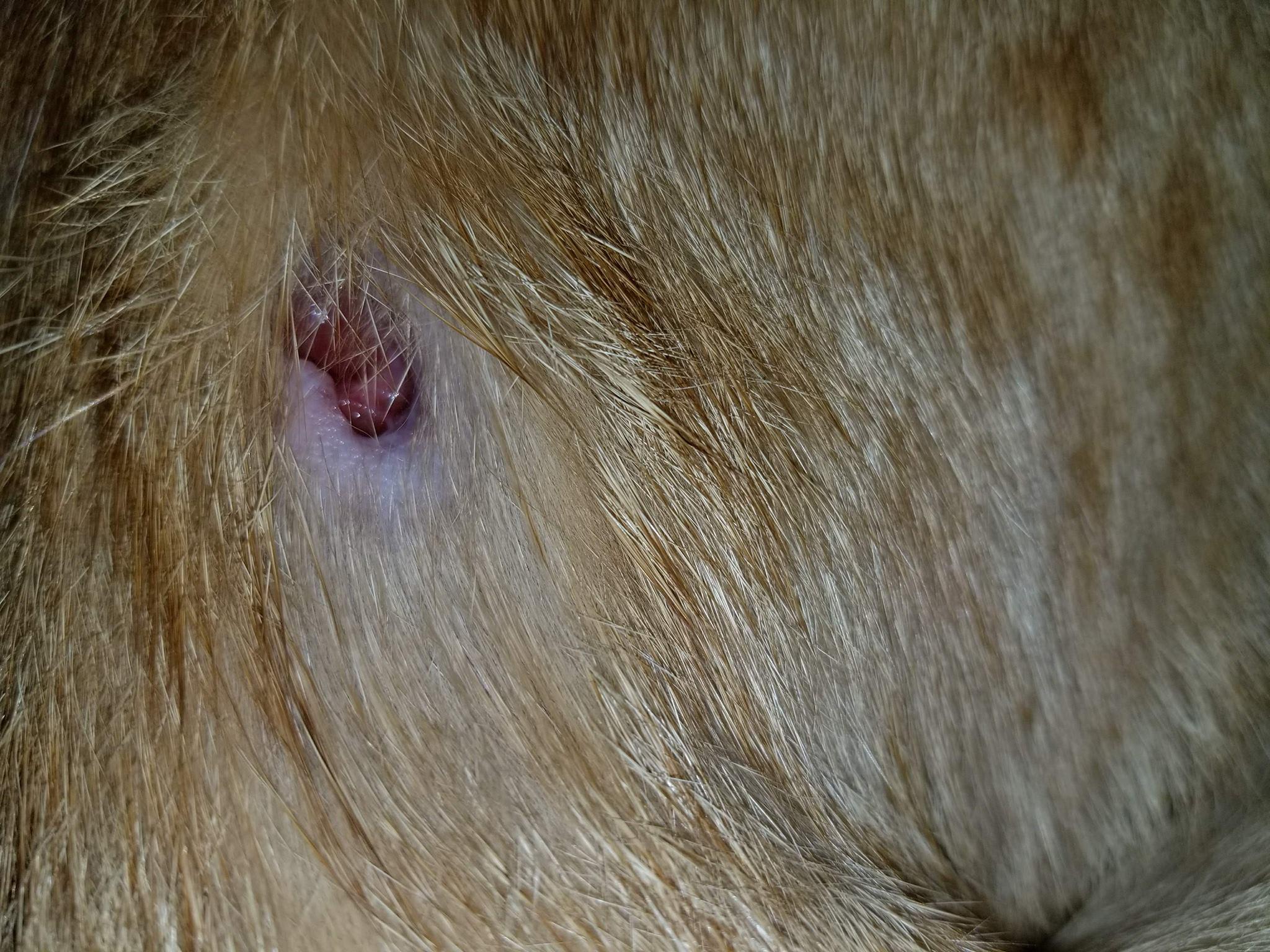My Cat Has a Tail Wound: Care Tips Until You See the Vet | Petco