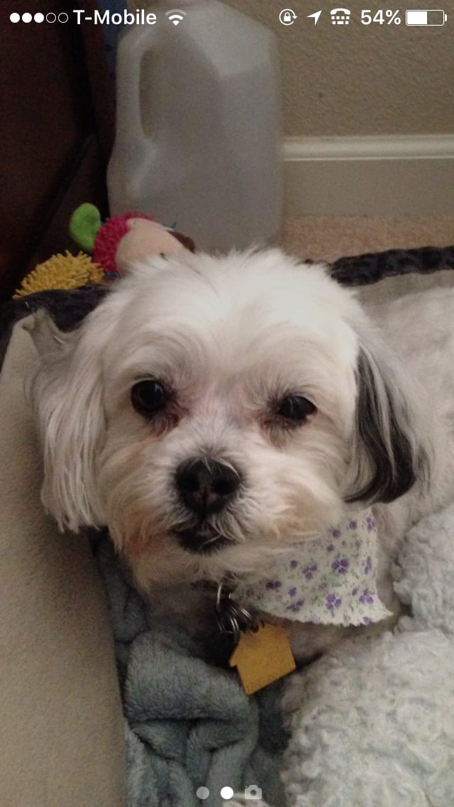 Why is my senior dog huffing, gagging, and clearing her throat? | Petco