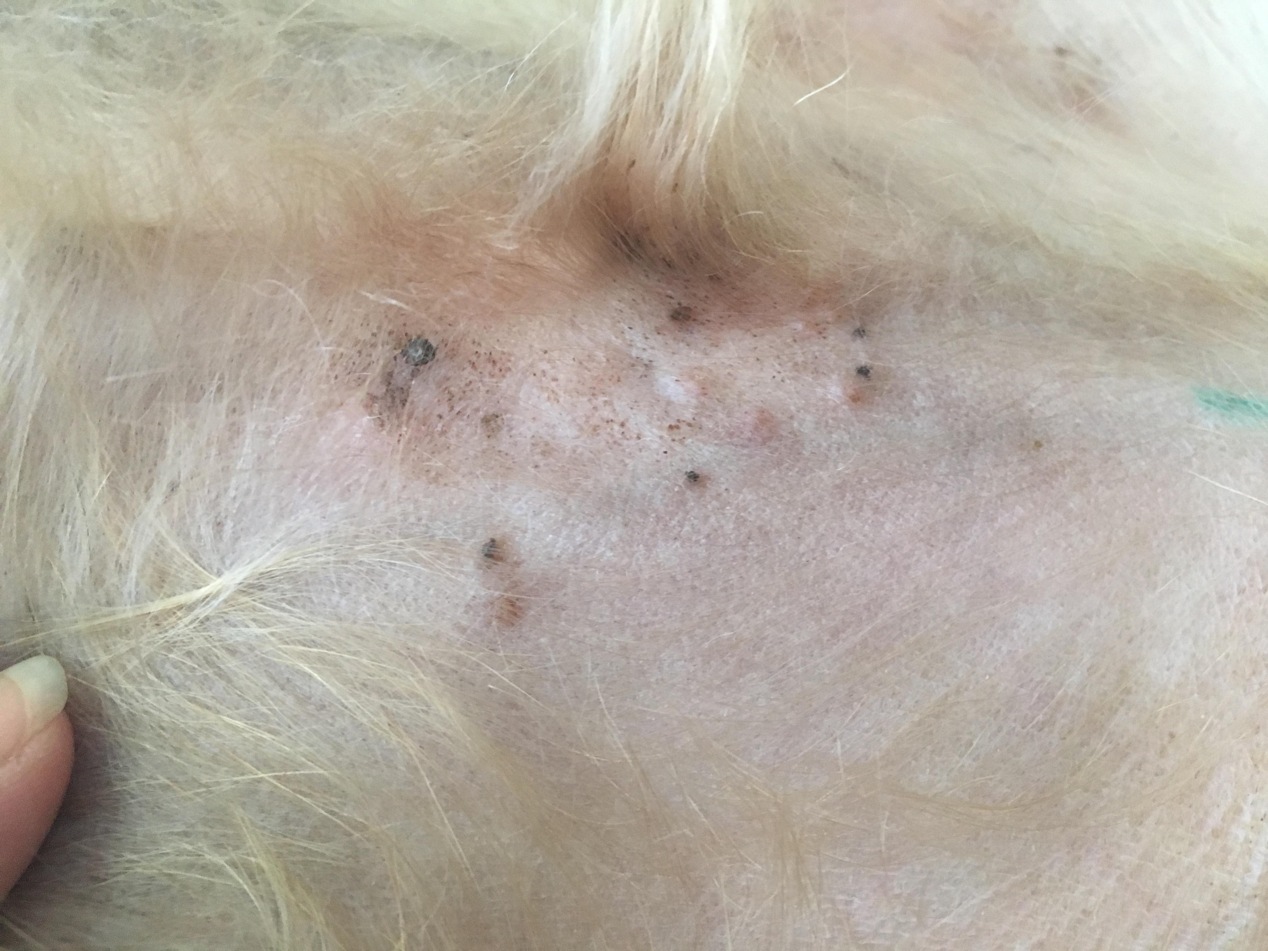 Why Does Your Yorkie Have Black Scabby Spots on Belly & Legs? | Petco