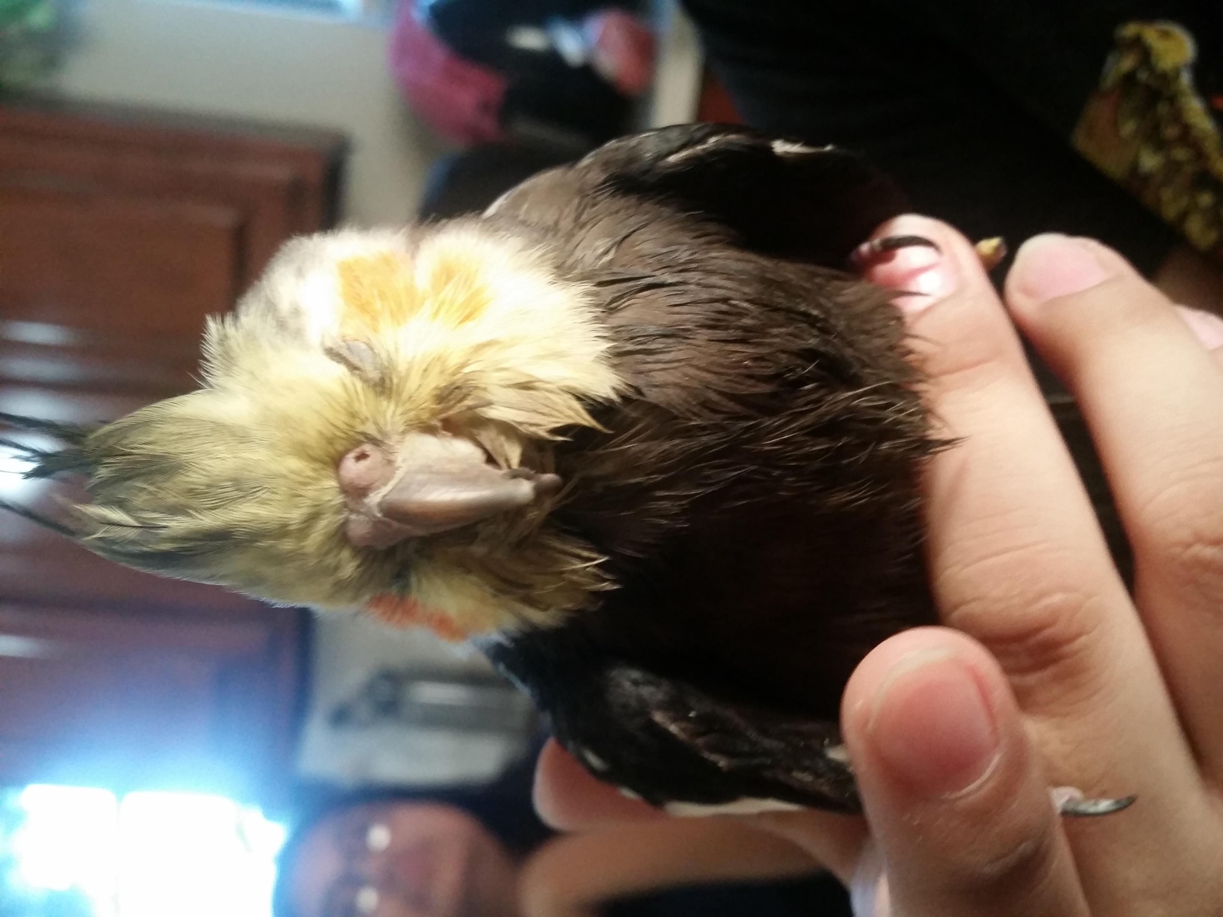 Why is my cockatiel sick? Eyes closed, squinting, sitting in corner | Petco