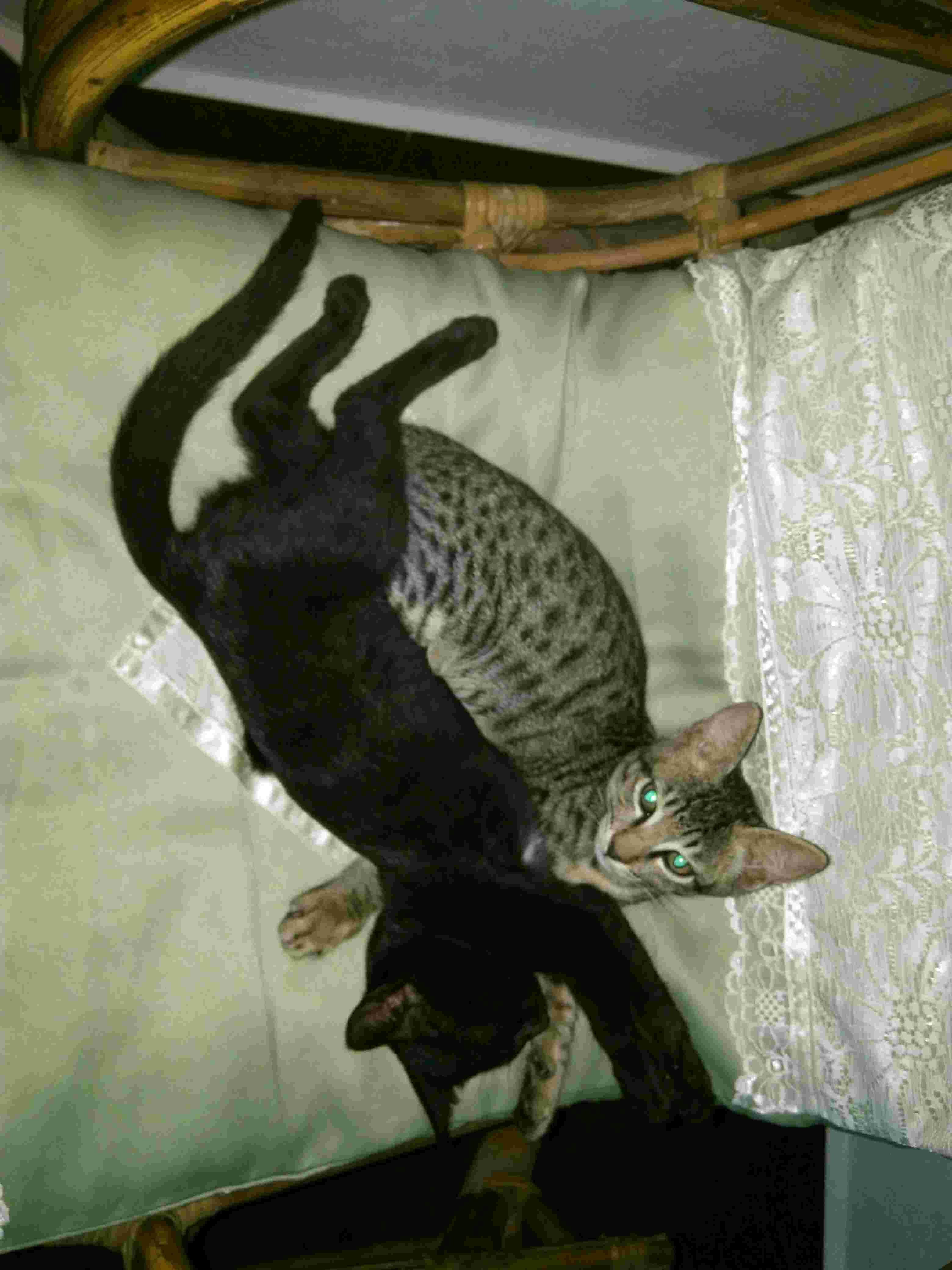My cat is lean after illness & can't feed kittens. How to help? | Petco