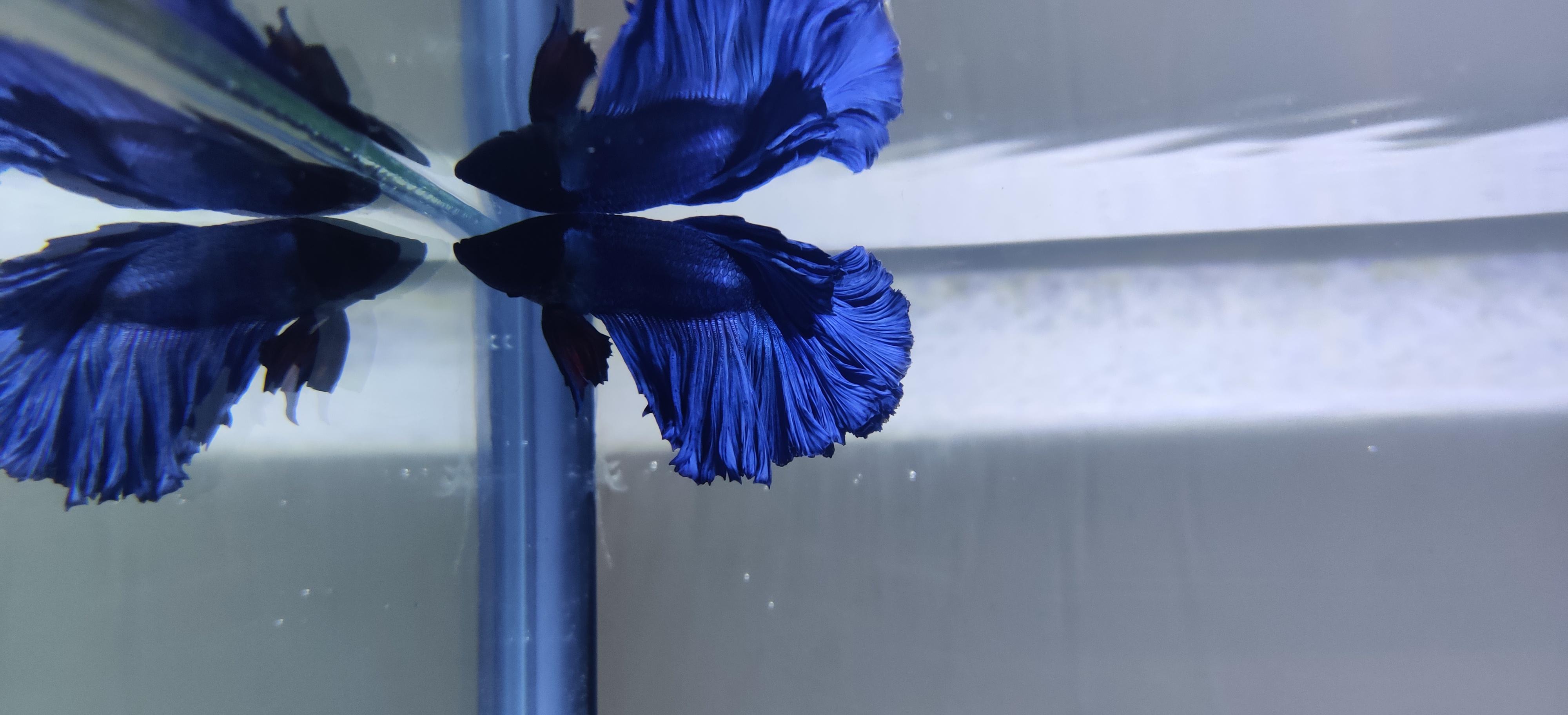 My Betta Fish Has a Swollen Rear End: Bloated or Sick? | Petco